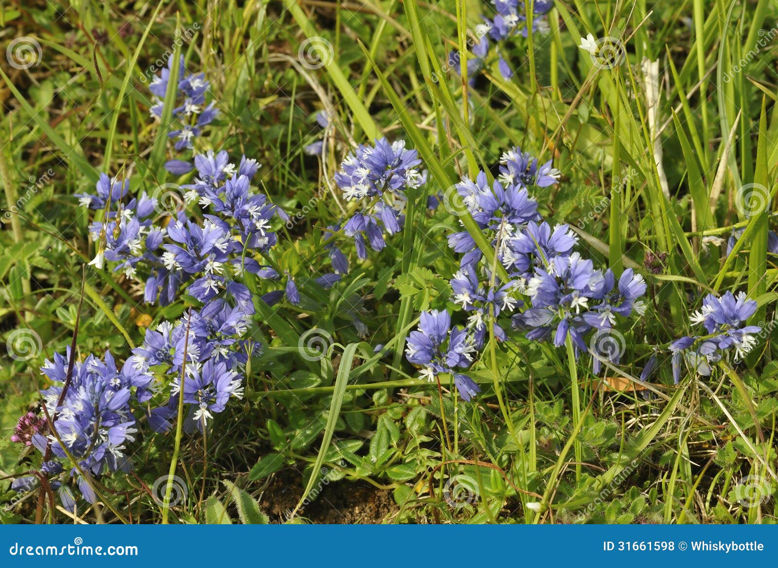 Common Milkwort stock photo. Image of blue, wildlife - 31661598