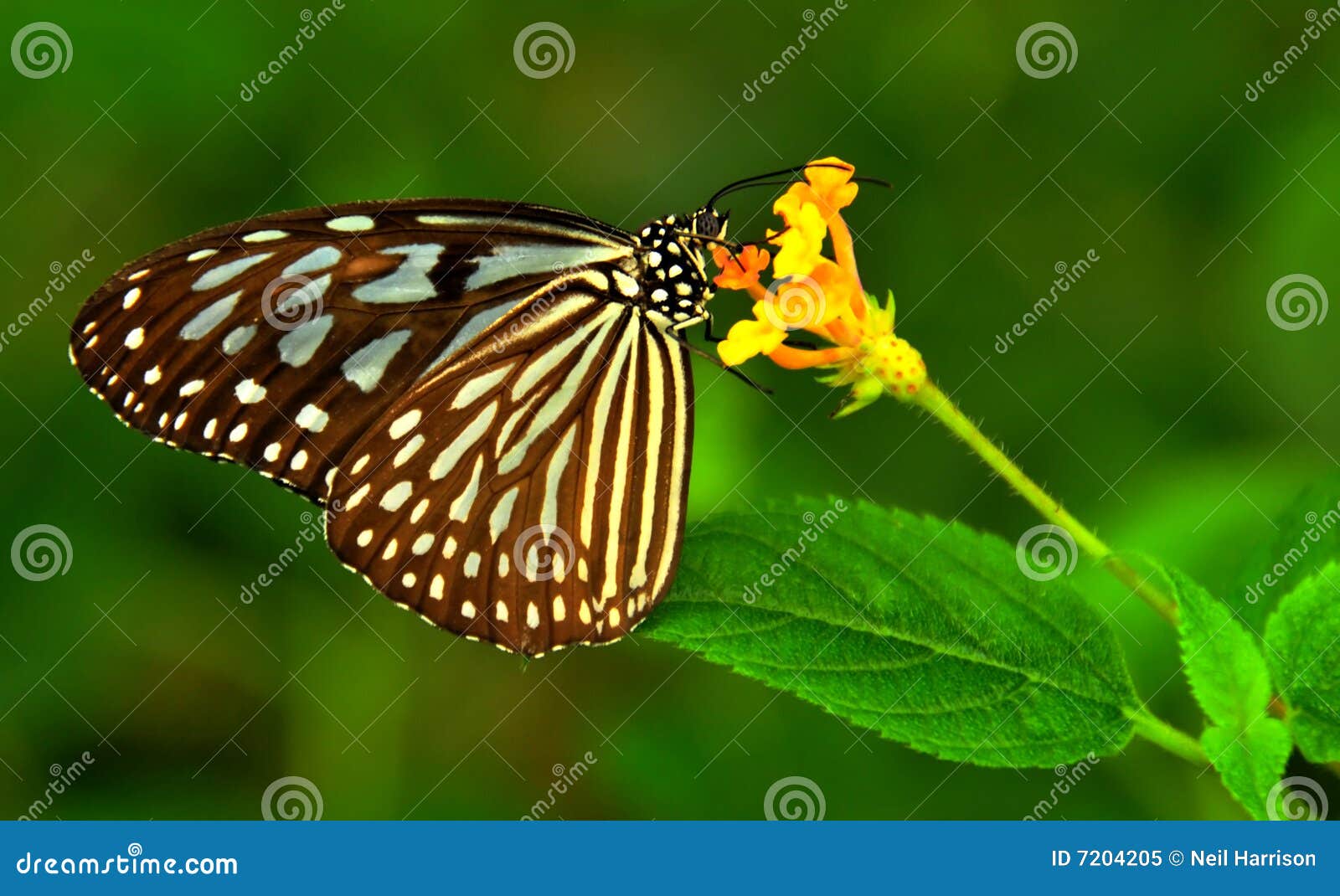 Common Mime butterfly stock image. Image of insect, chilasa - 7204205