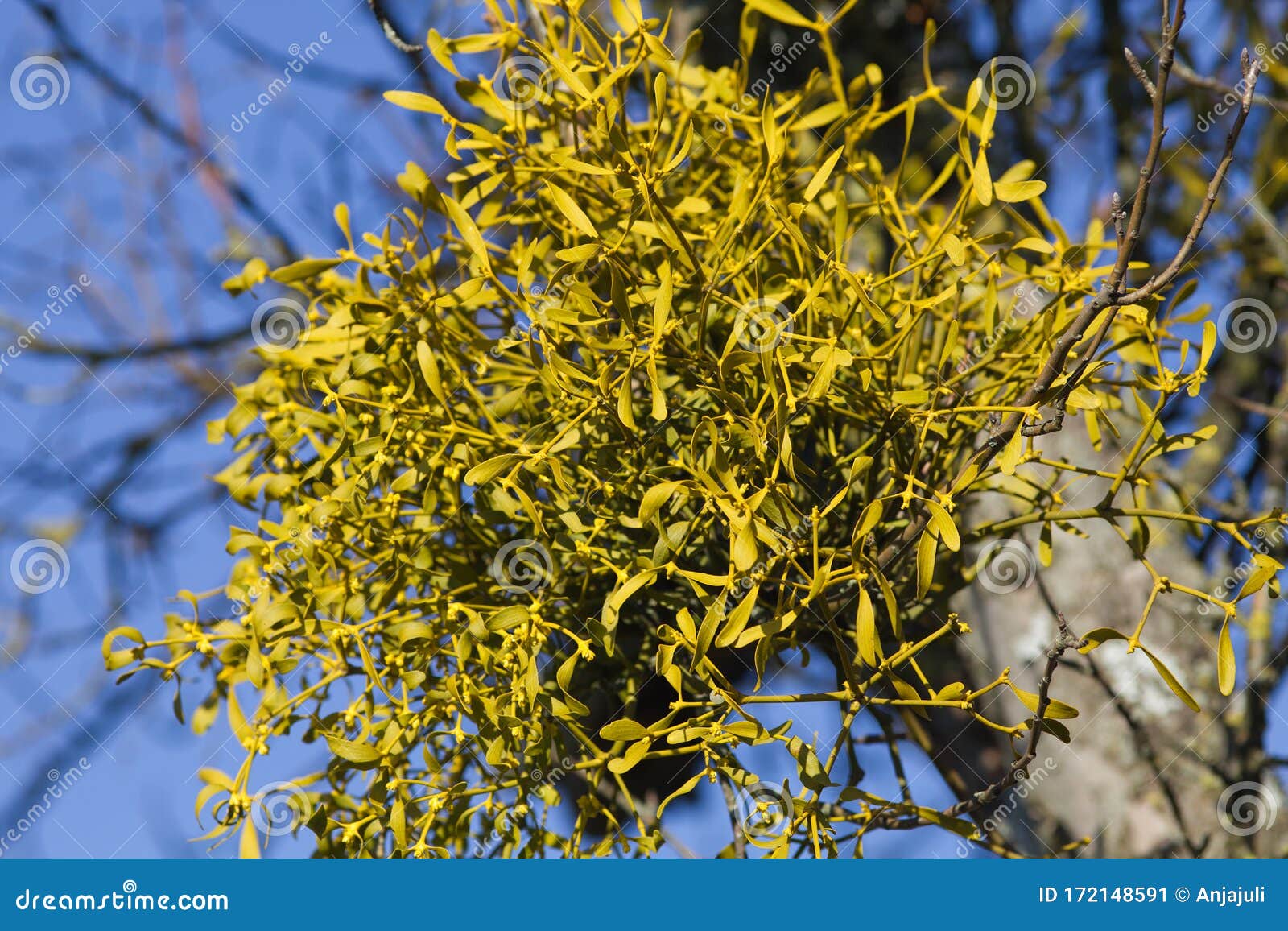 Common Mistletoe Viscum Album, Species Of Mistletoe, Family Santalaceae ...