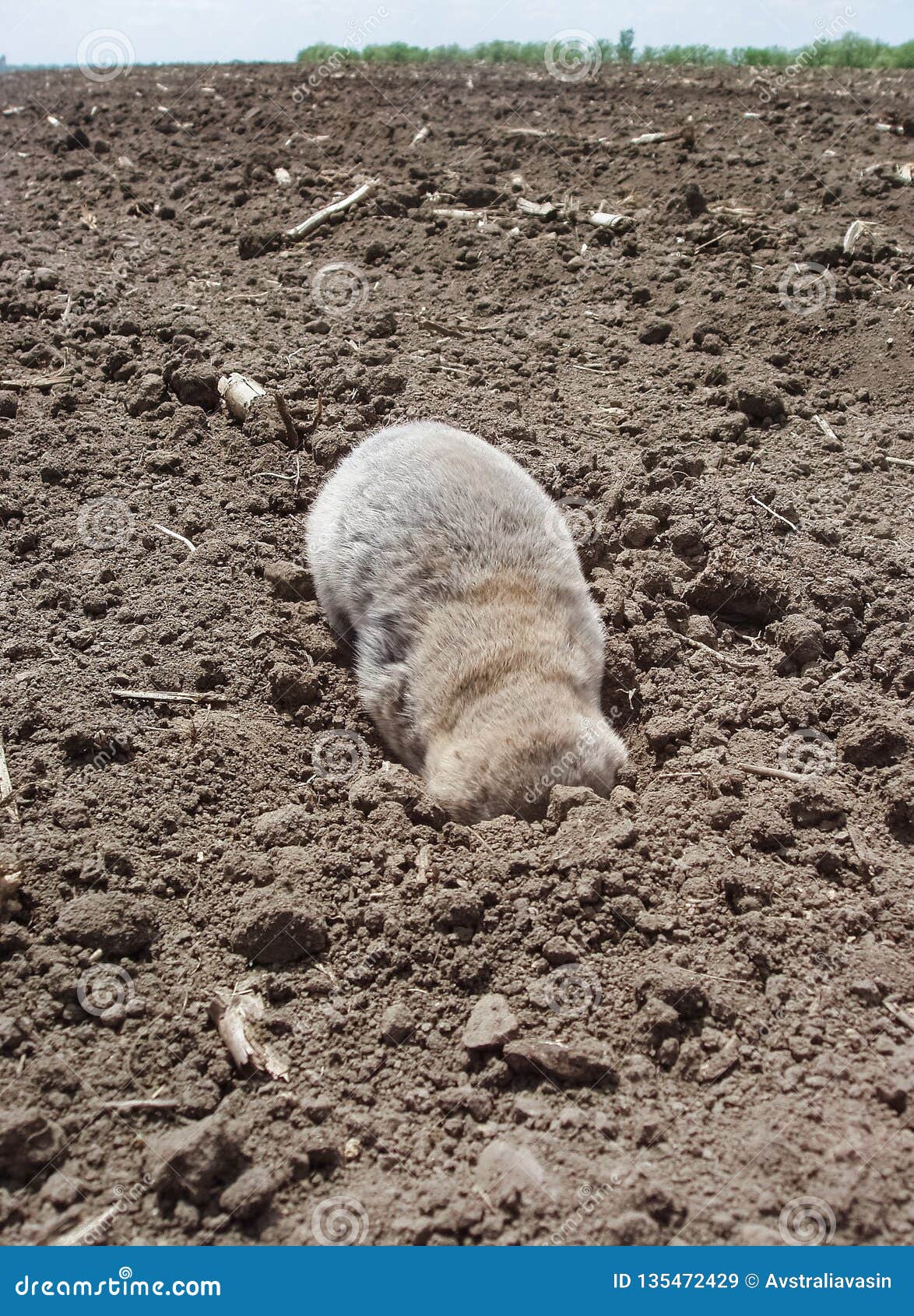 Common Mole Rat, Underground Rodent, Pest Stock Image - Image of ...