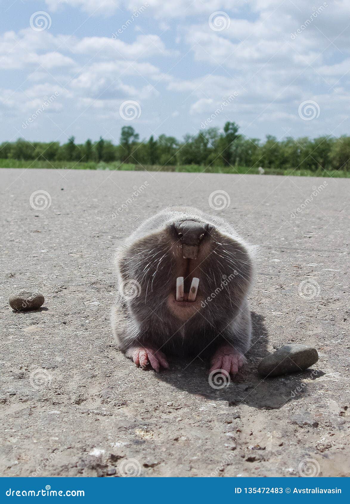 Common Mole Rat, Underground Rodent,underground Pest Stock Image ...