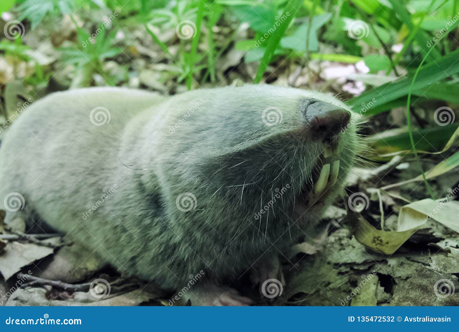 Common Mole Rat, Underground Rodent, Underground Pest Stock Photo ...