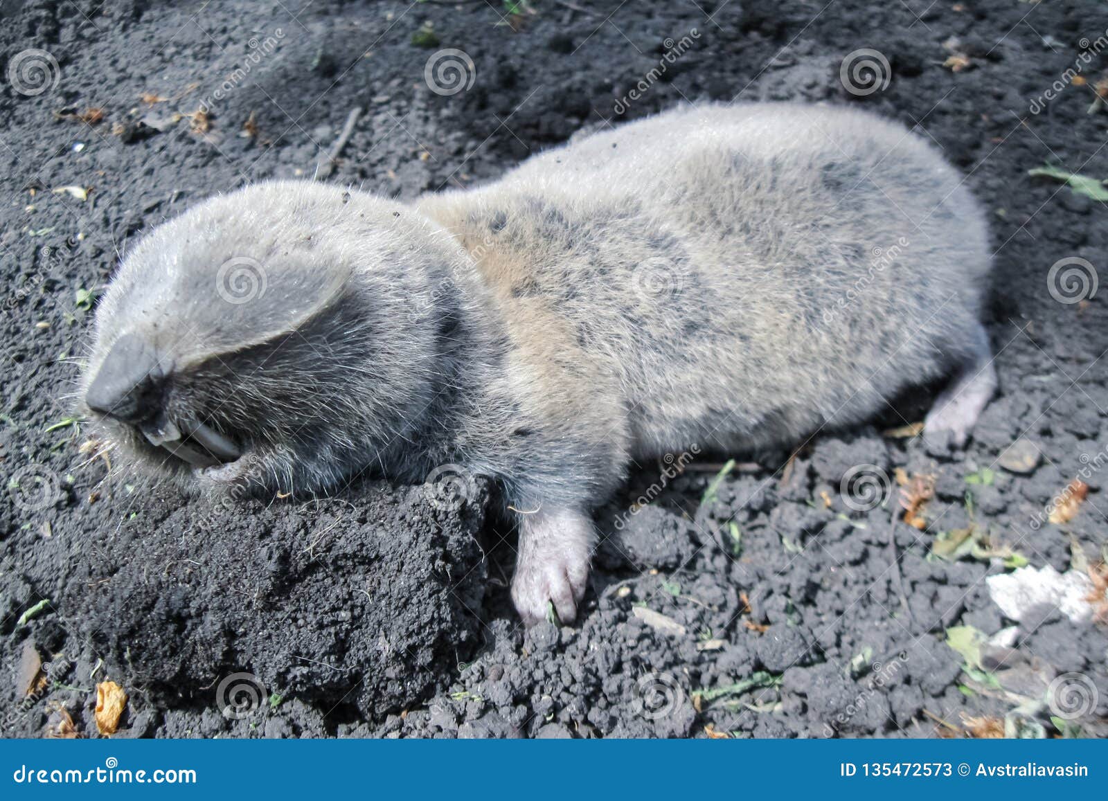 Common Mole Rat, Underground Rodent, Underground Pest Stock Image ...