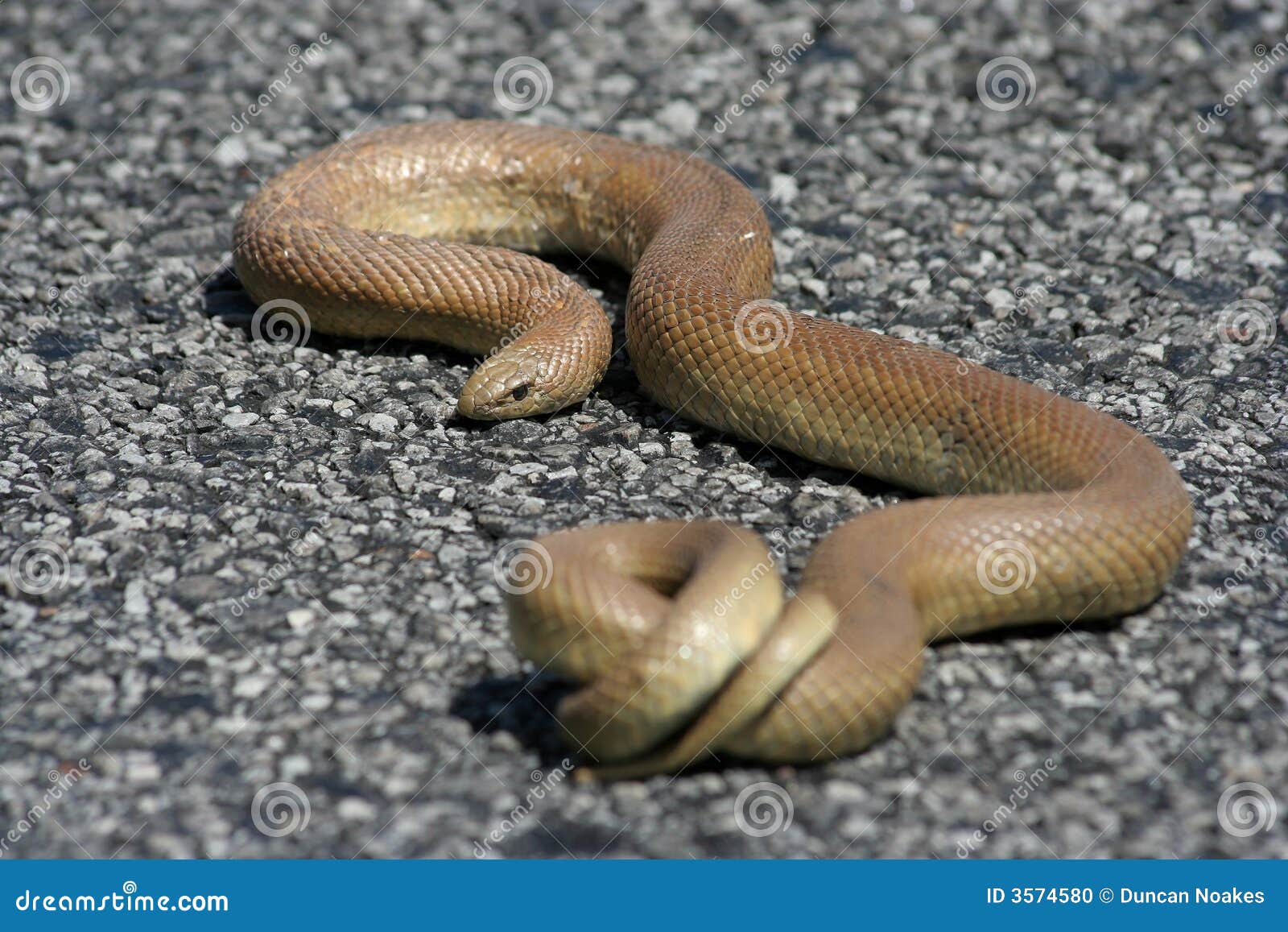Common Molesnake stock photo. Image of adder, road, coils - 3574580