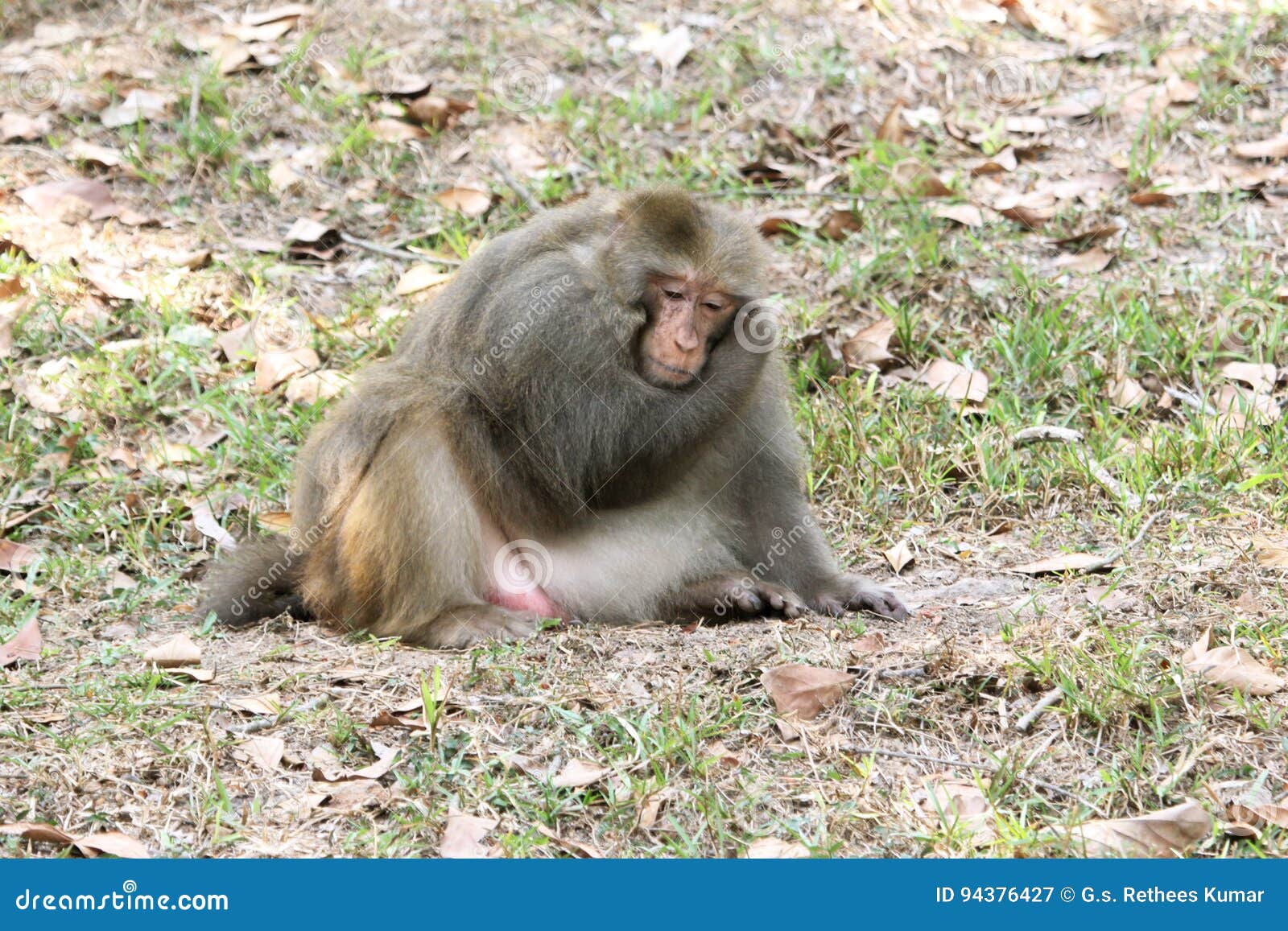 Common monkey stock image. Image of perched, indian, macaque - 94376427