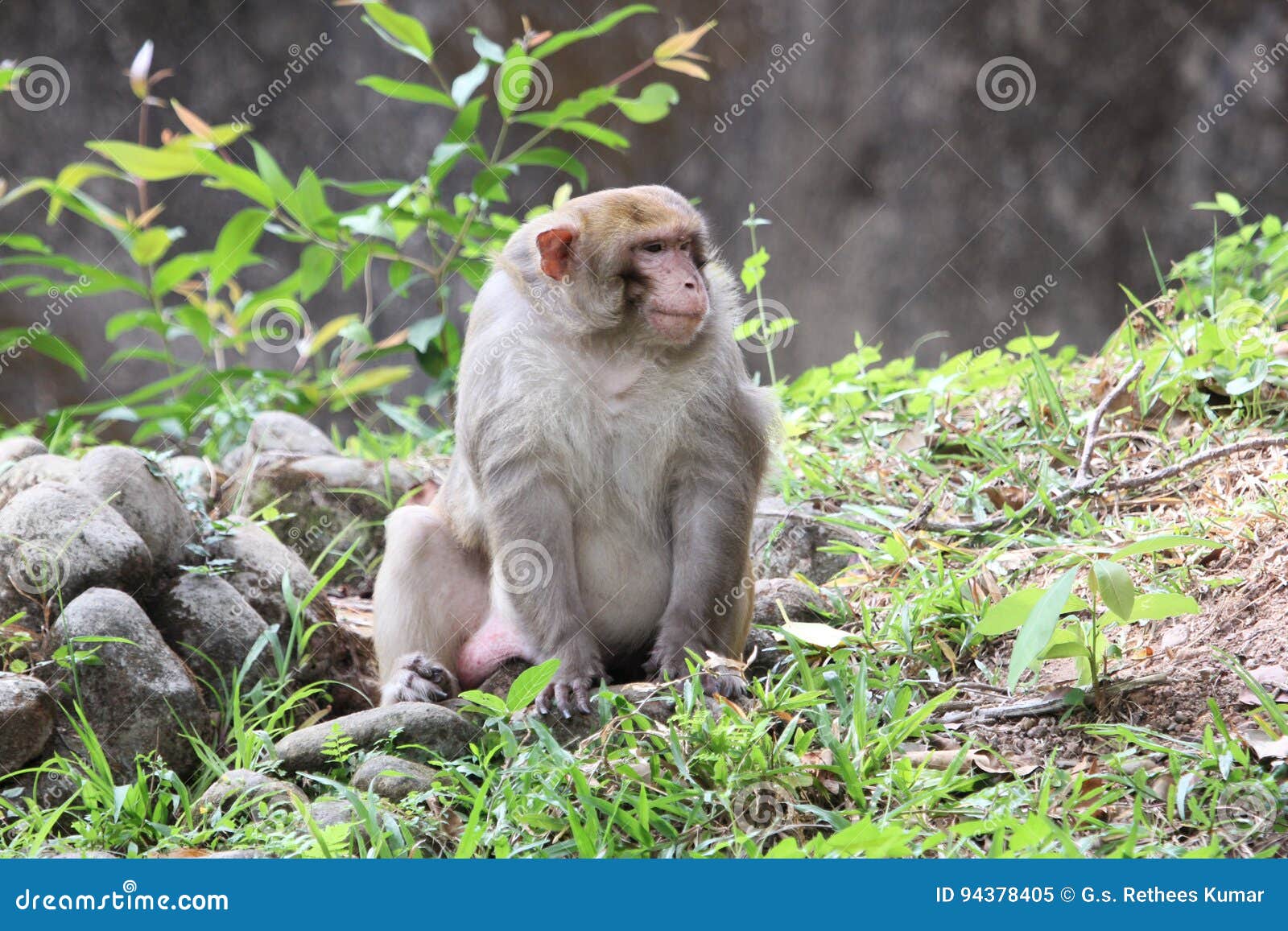 Common monkey stock image. Image of monkey, perched, wildlife - 94378405