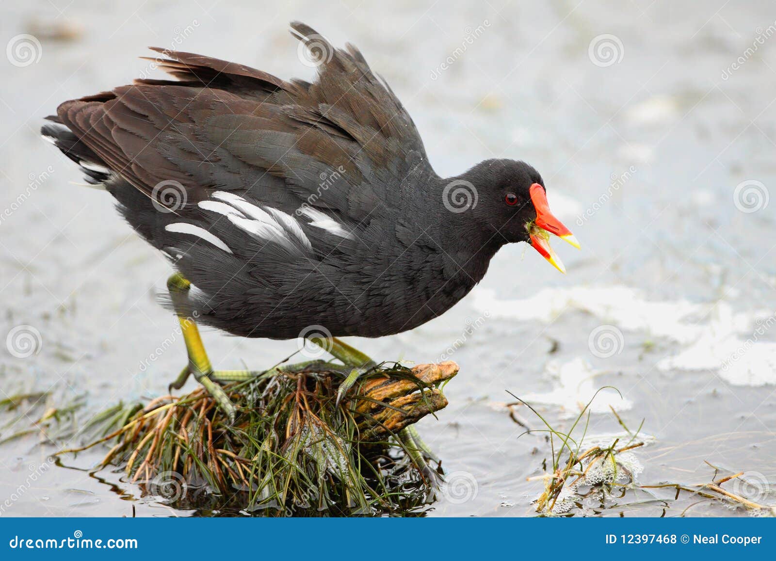 753 Black Waterhen Stock Photos - Free & Royalty-Free Stock Photos from ...