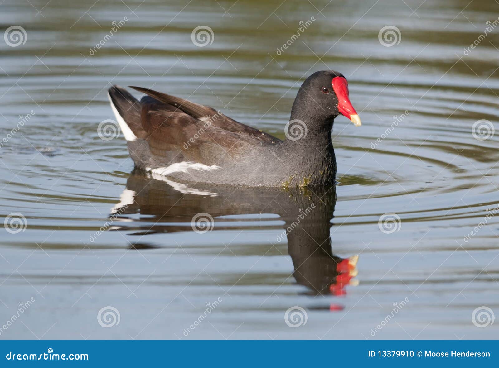 Common Moorhen stock photo. Image of common, birds, creatures - 13379910
