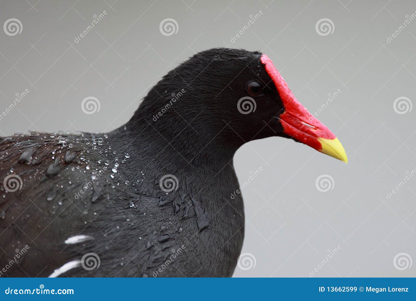 Common Moorhen stock image. Image of outdoors, alert - 13662599