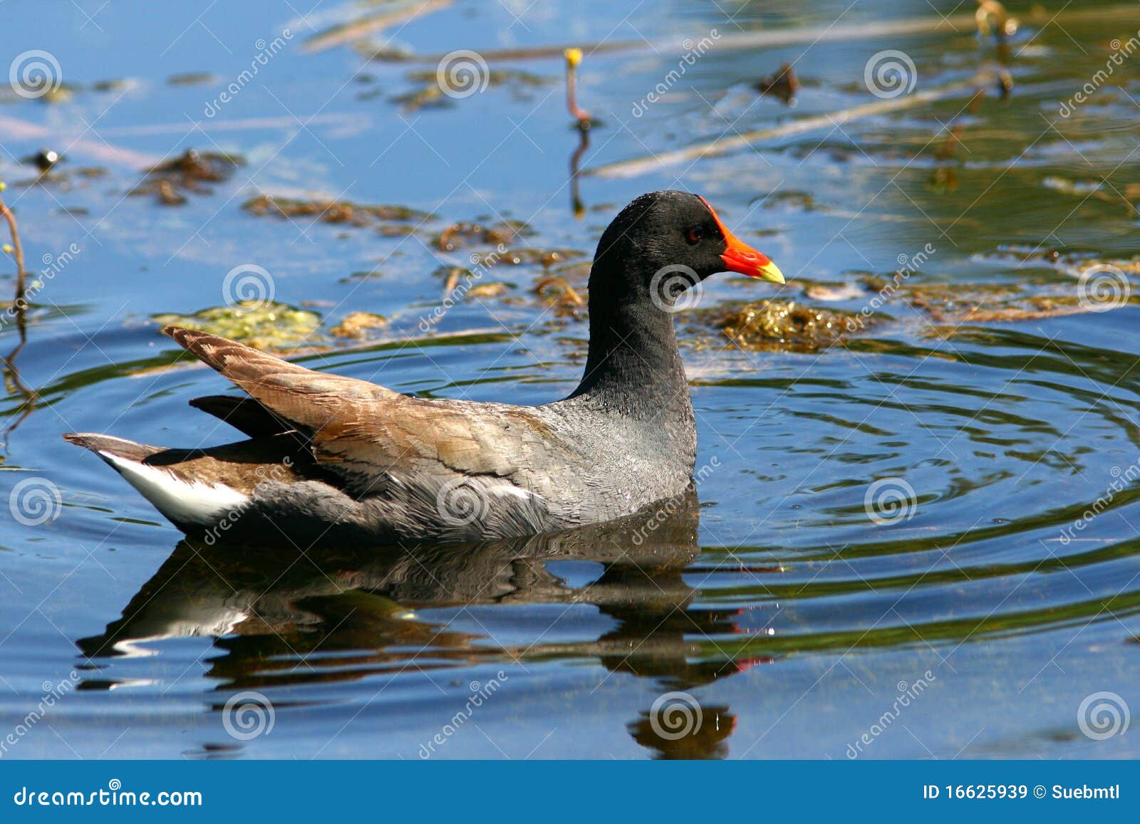 Common Moorhen stock image. Image of white, marsh, ponds - 16625939