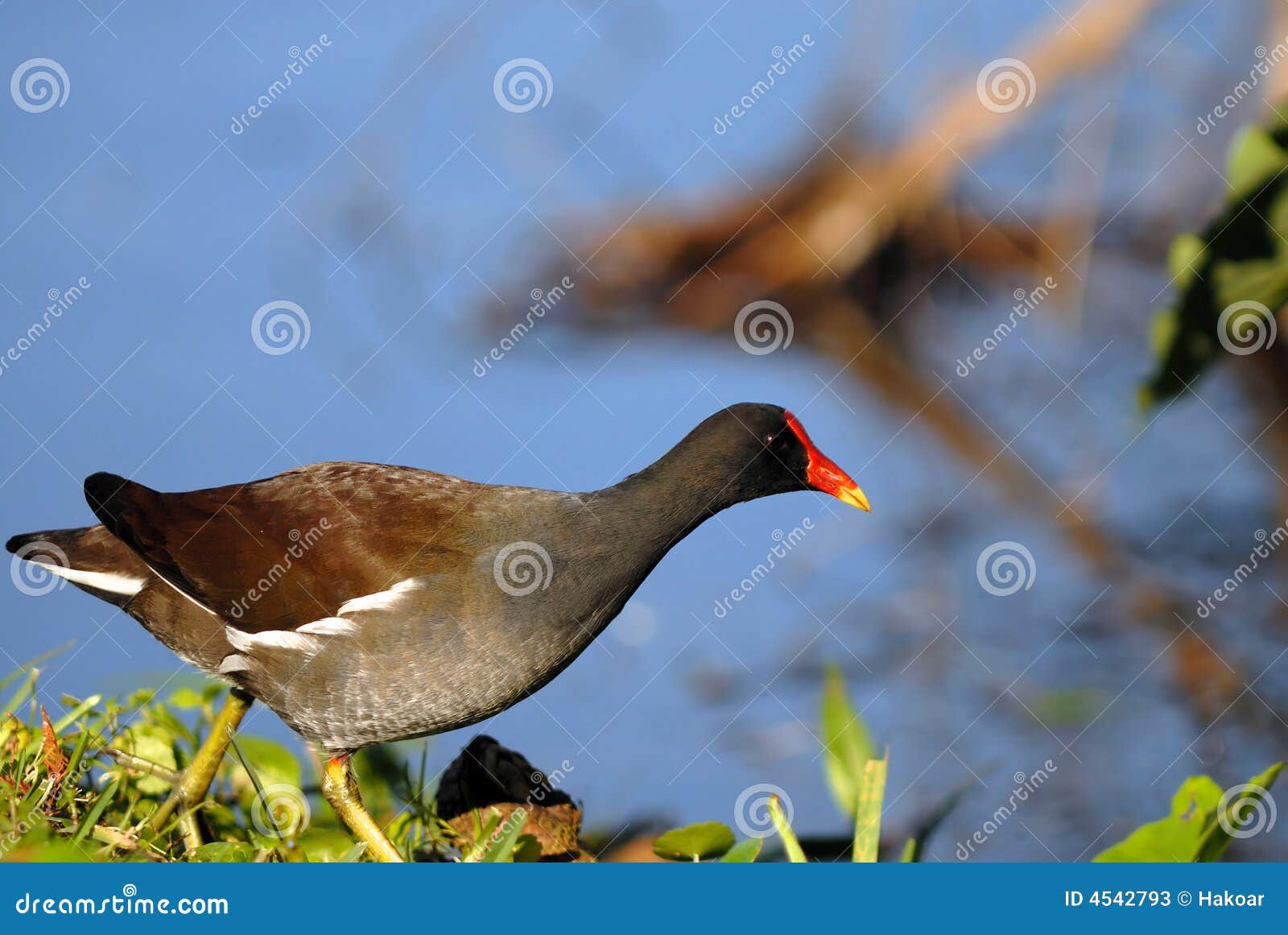 Common moorhen stock image. Image of moorhen, lovely, fauna - 4542793