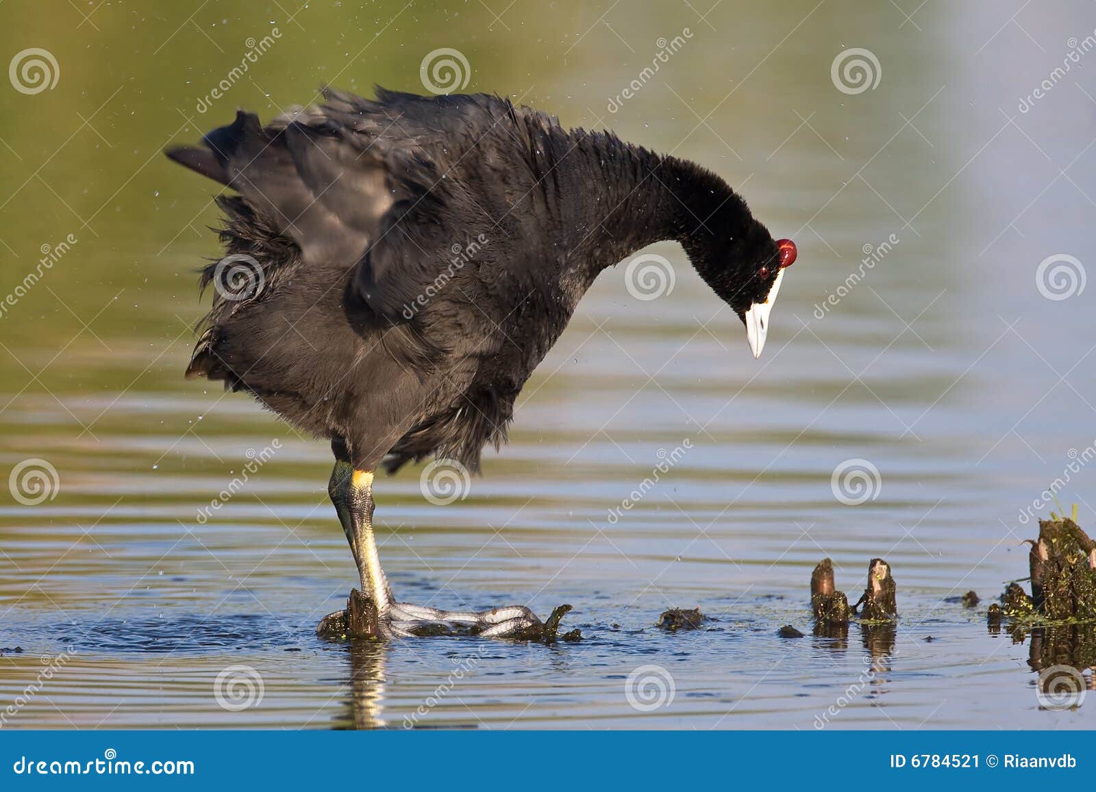 Common Moorhen stock image. Image of moorhen, white, beak - 6784521