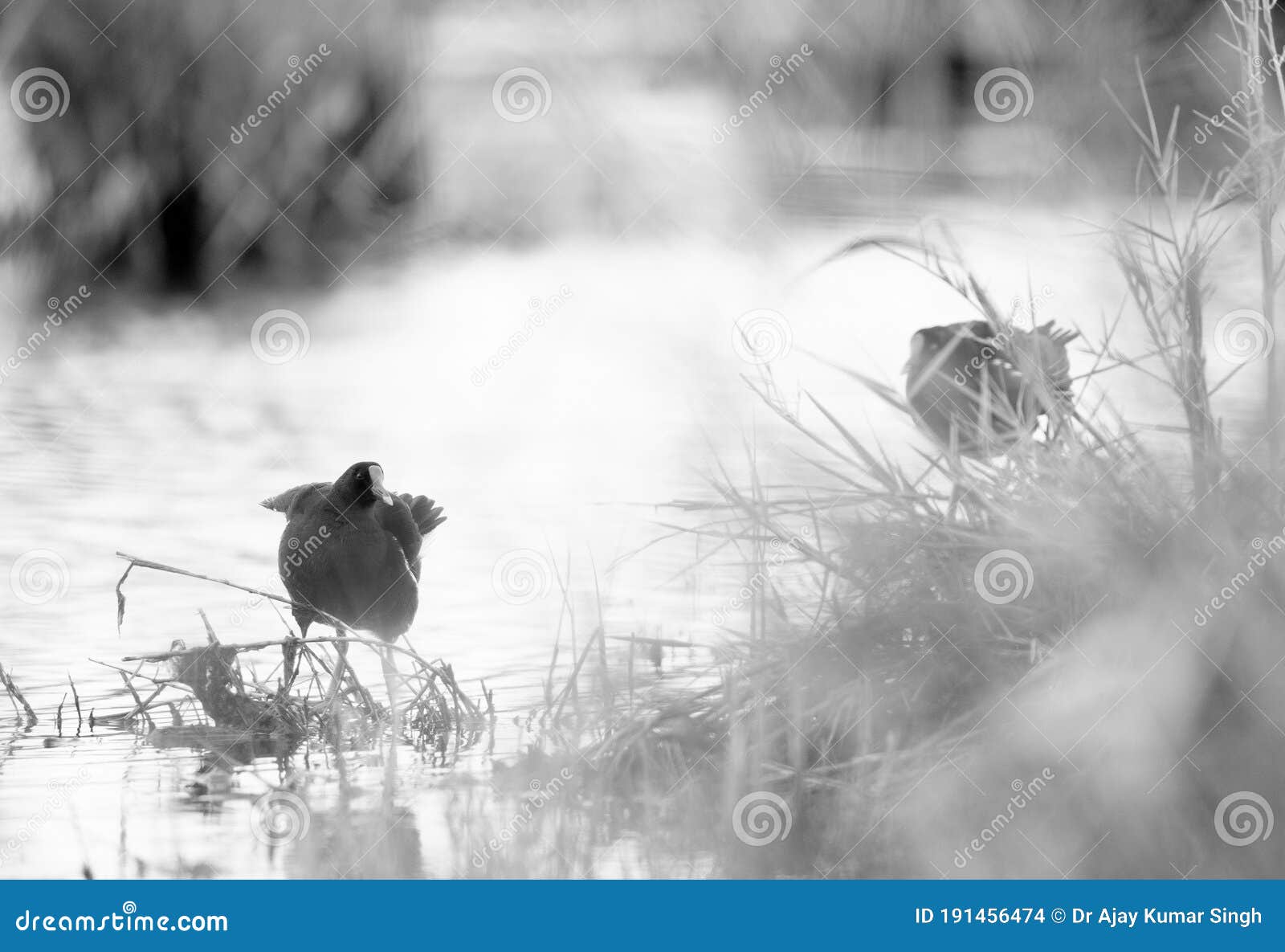 Common Moorhen at Asker Marsh, Bahrain. a Highkey Image Stock Photo ...