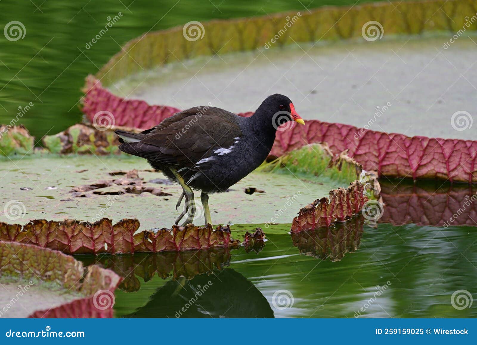 Common Moorhen Bird in the Water. Stock Image - Image of black, animal ...