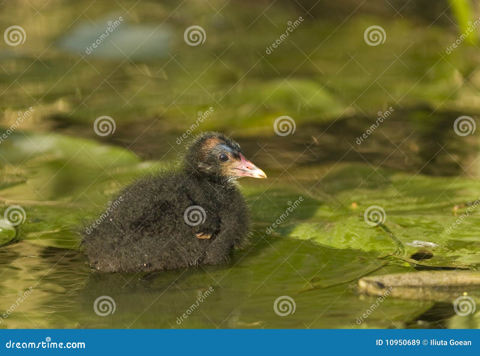 Common Moorhen Chick stock image. Image of water, birdwatching - 10950689