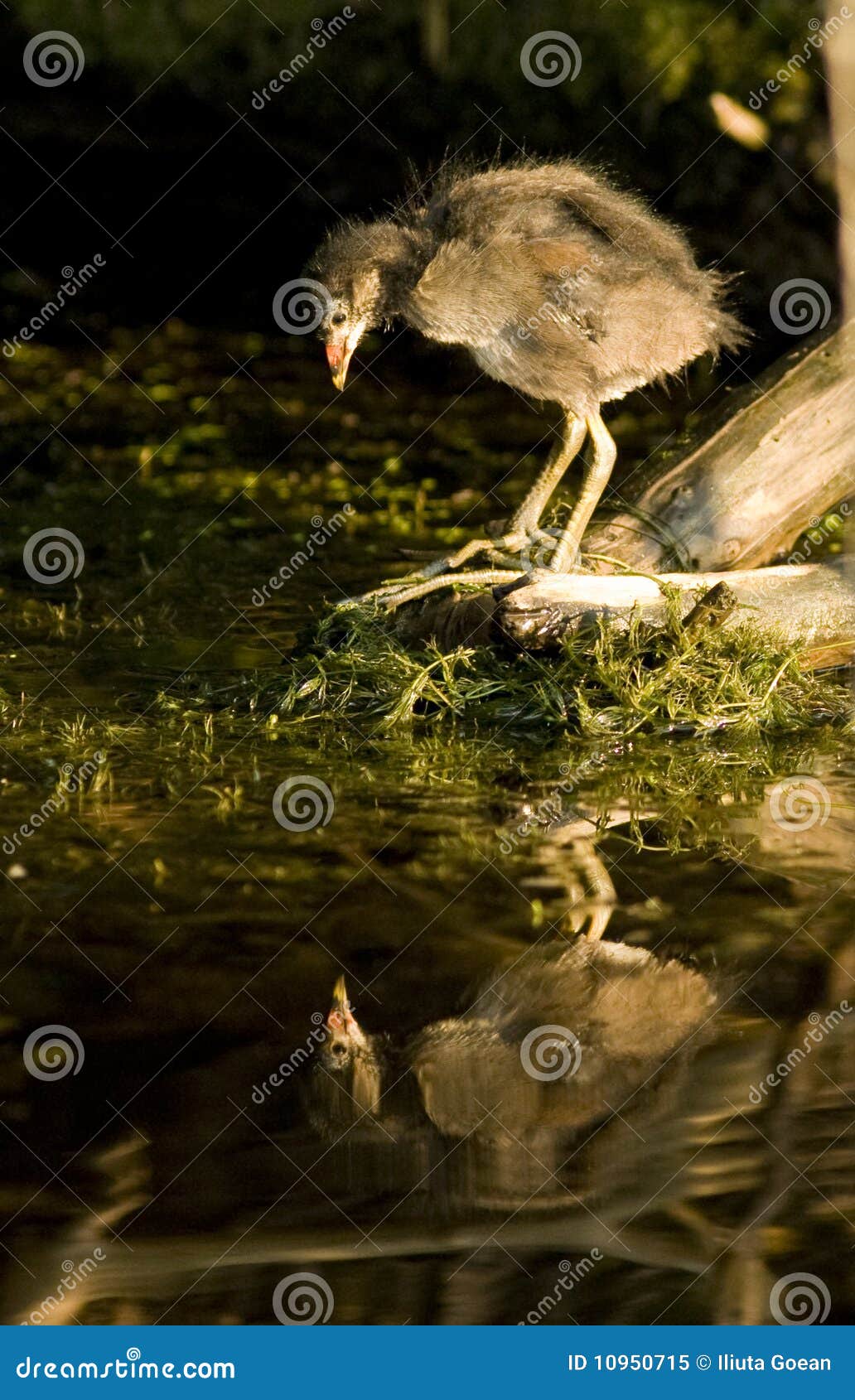 Common Moorhen Chick stock image. Image of chloropus - 10950715