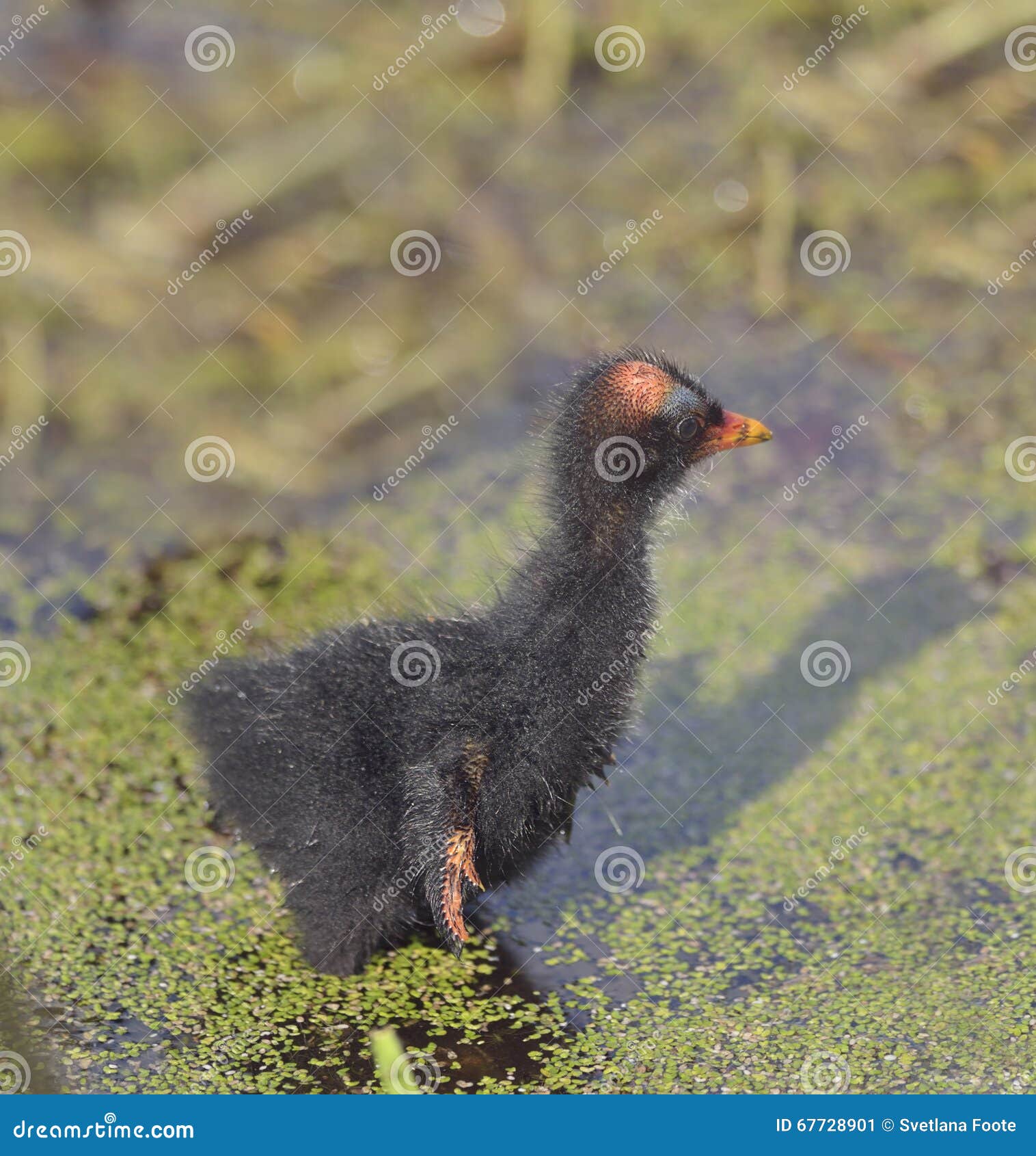Common Moorhen Chick stock image. Image of young, black - 67728901