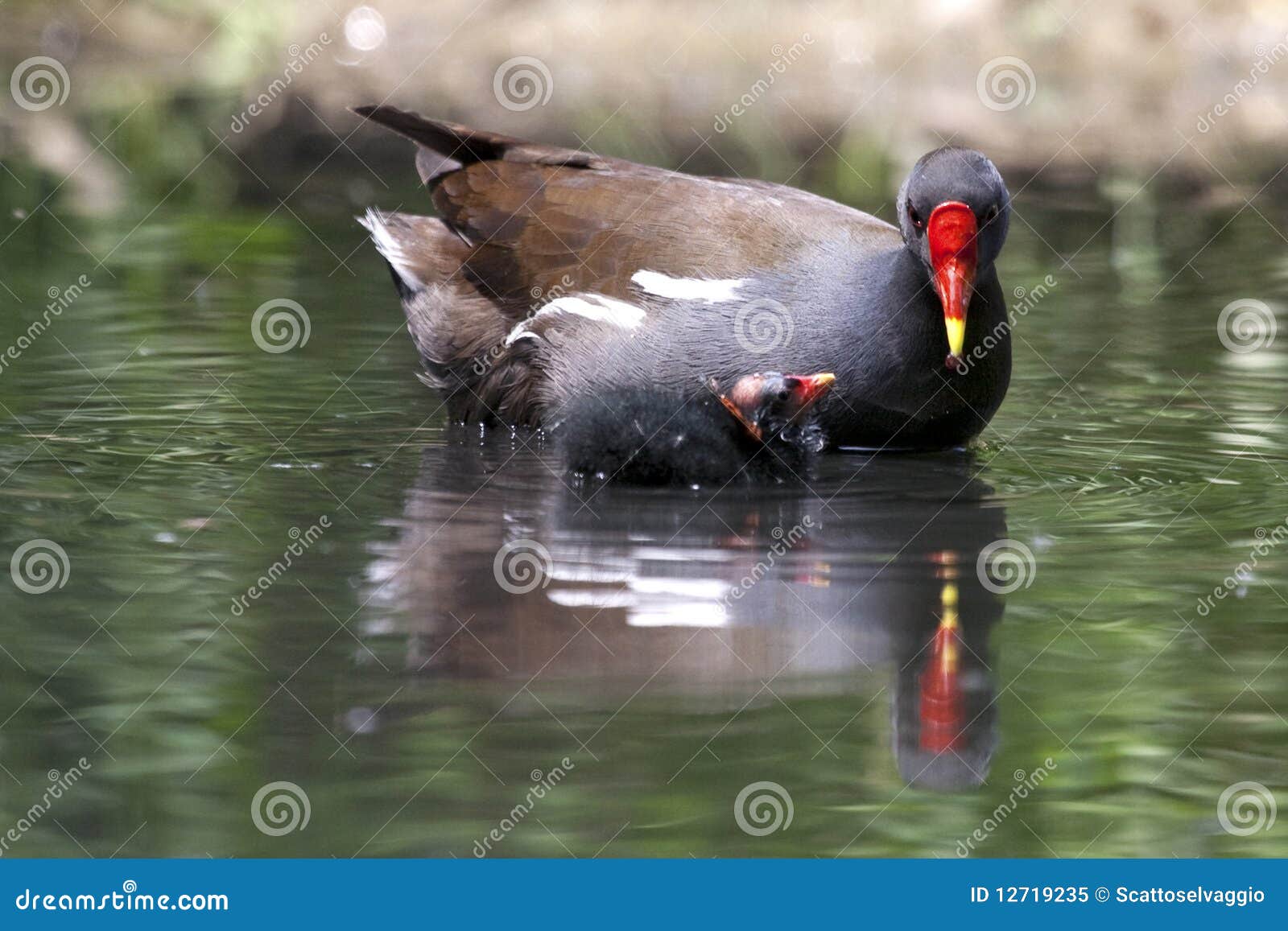 Common Moorhen with Chick in the Pond Stock Image - Image of bald ...