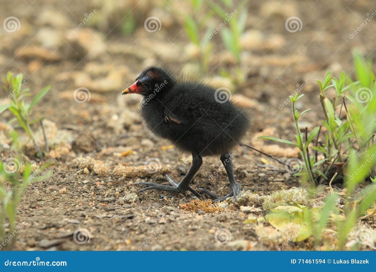 Common moorhen chick stock photo. Image of gallinula - 71461594