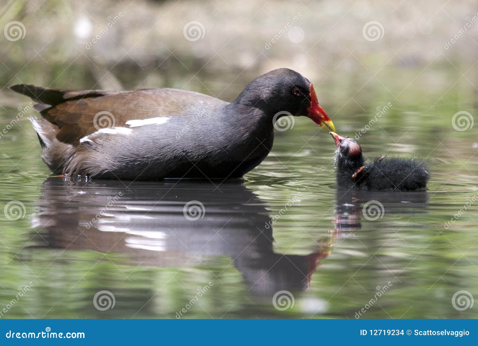 Common Moorhen Feeding the Chick in the Pond Stock Photo - Image of ...