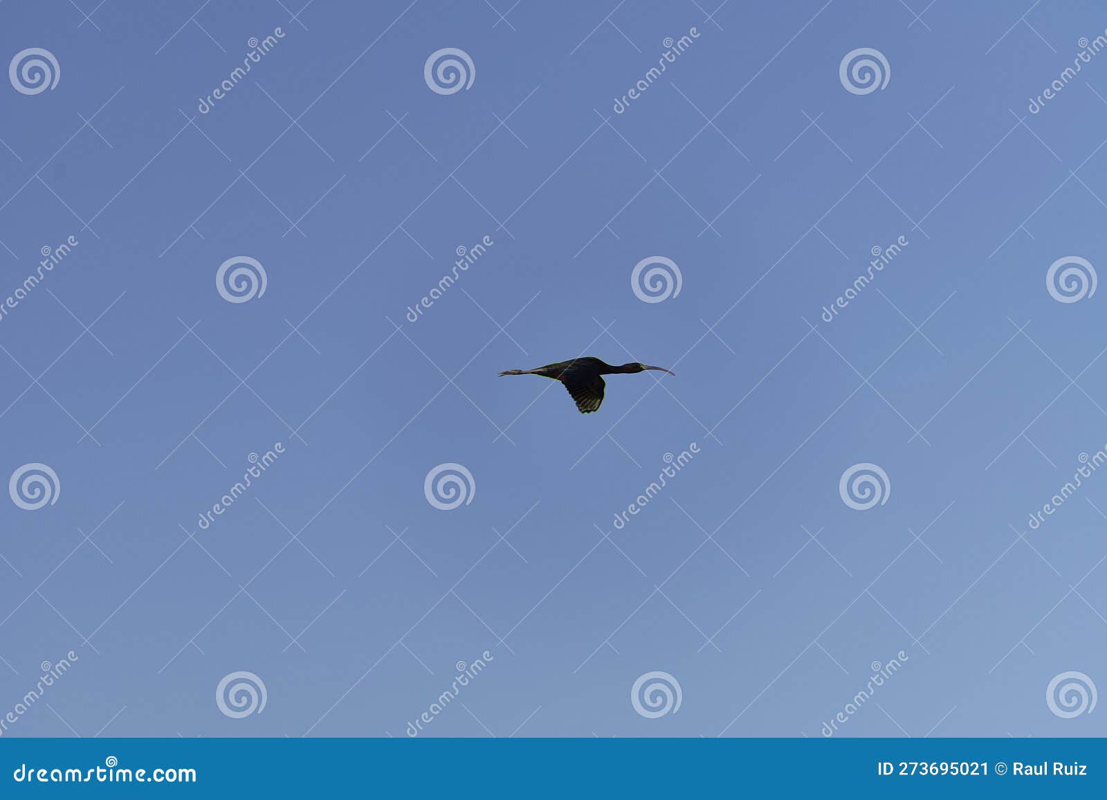 A Common Moorhen Flying in the Blue Sky Stock Image - Image of nature ...