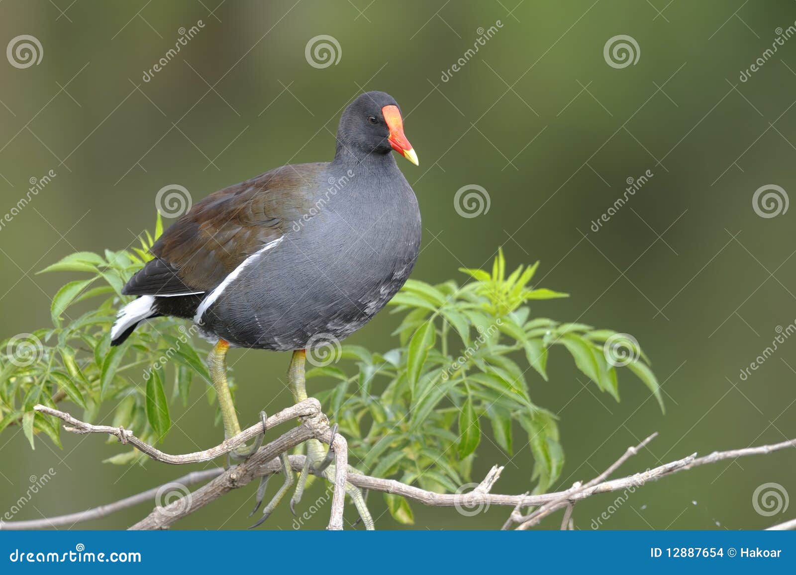 Common Moorhen, Gallinula Chloropus Stock Photo - Image of beak ...