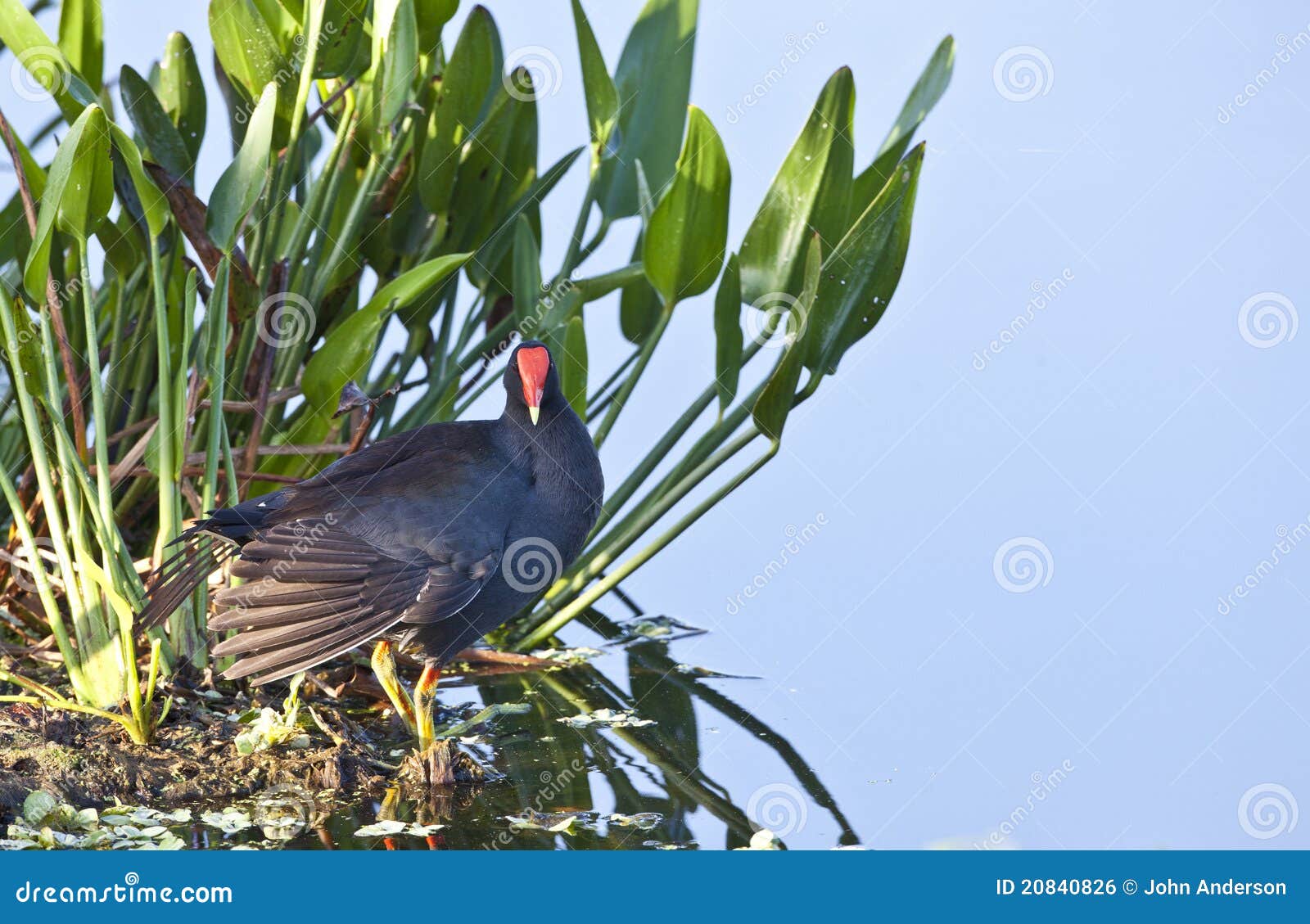 Common Moorhen (Gallinula Chloropus) Stock Photo - Image of moorhen ...