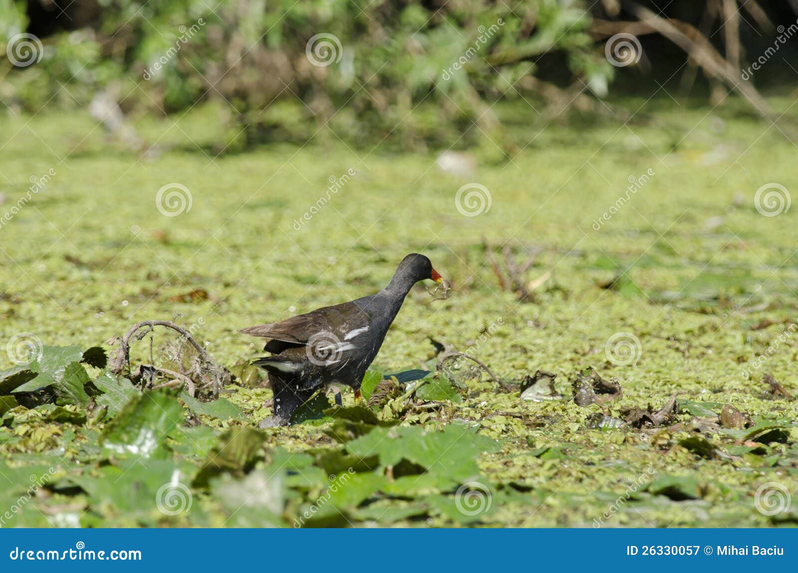 Common Moorhen (Gallinula Chloropus) Stock Image - Image of bill, face ...
