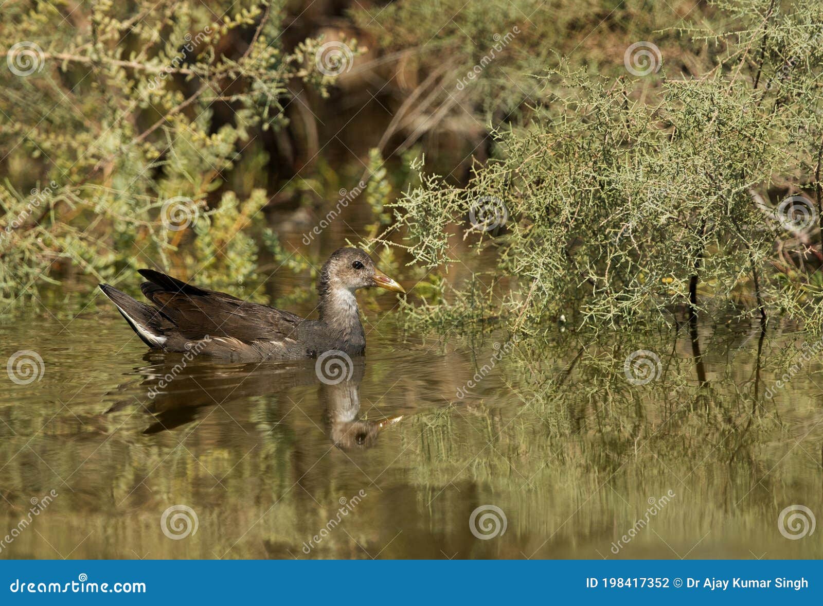 Common Moorhen juvenile stock photo. Image of feather - 198417352