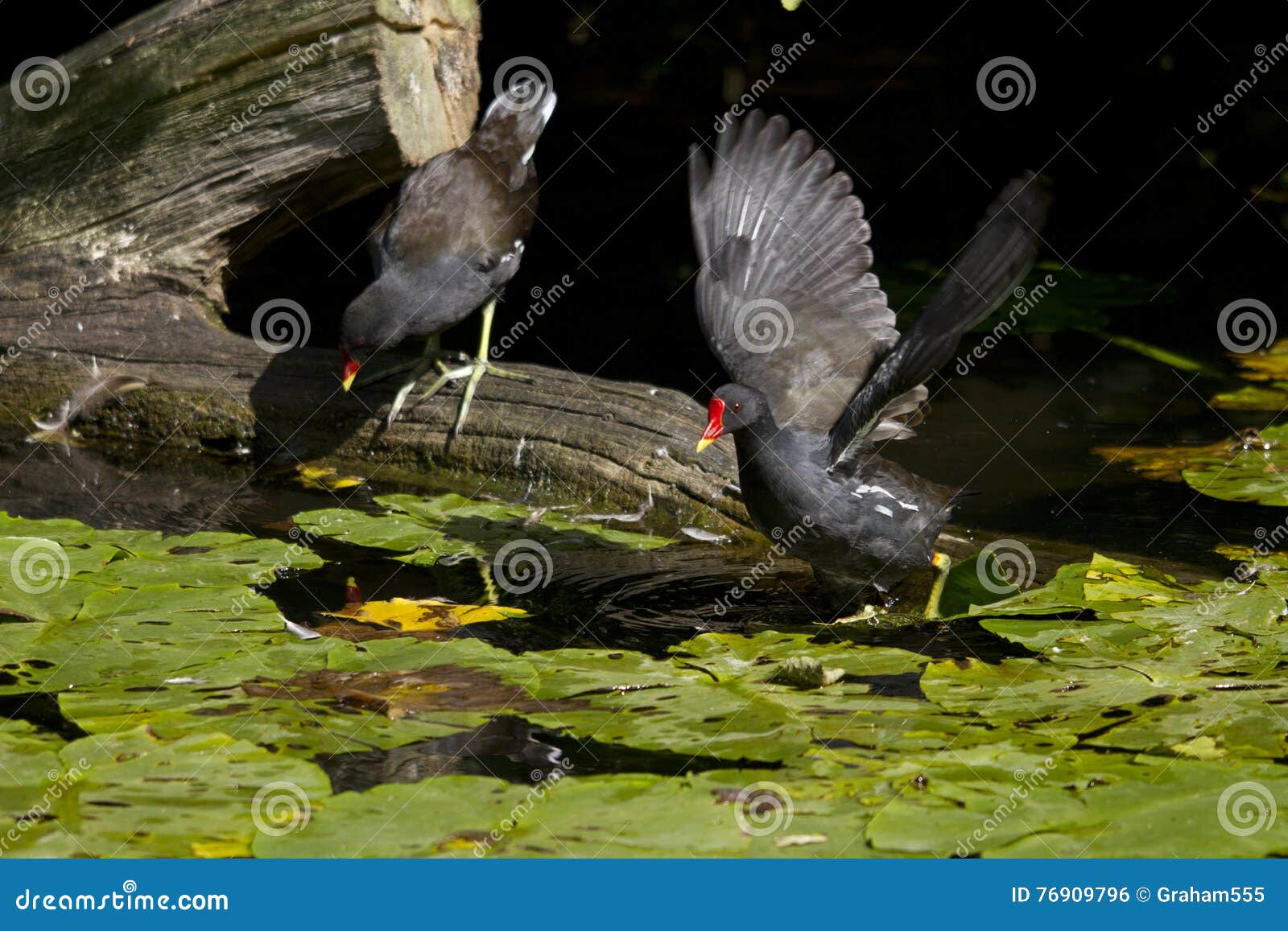 Common Moorhen stock photo. Image of chloropus, marsh - 76909796