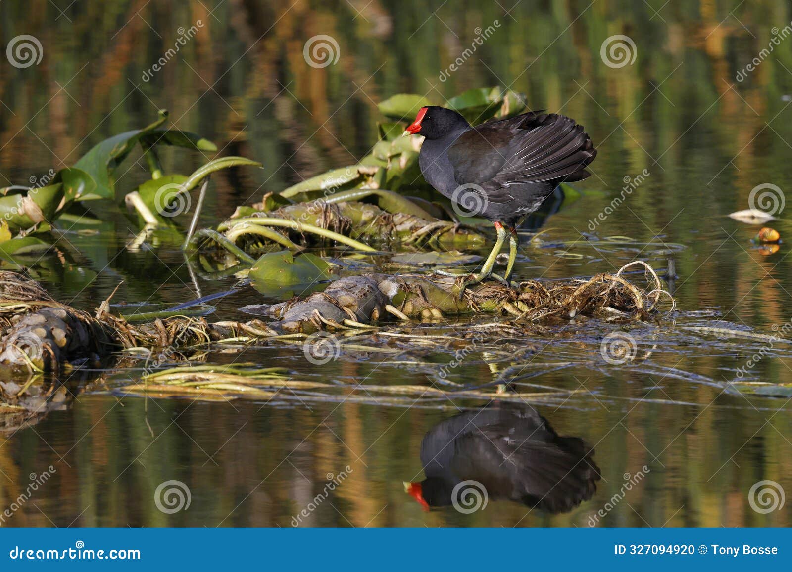 Common Moorhen Stock Image | CartoonDealer.com #44622103