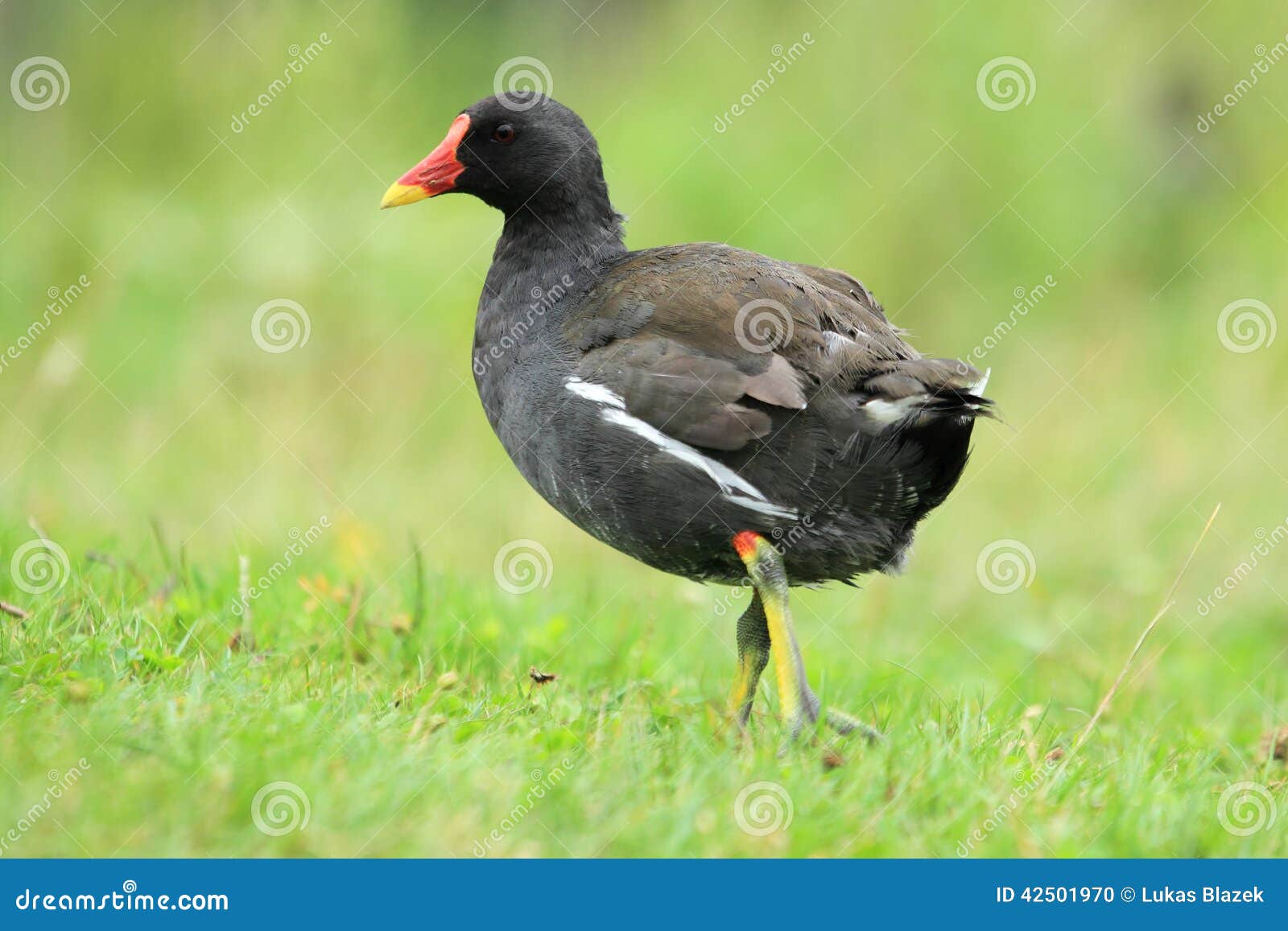 Common moorhen stock photo. Image of swamp, bird, grass - 42501970