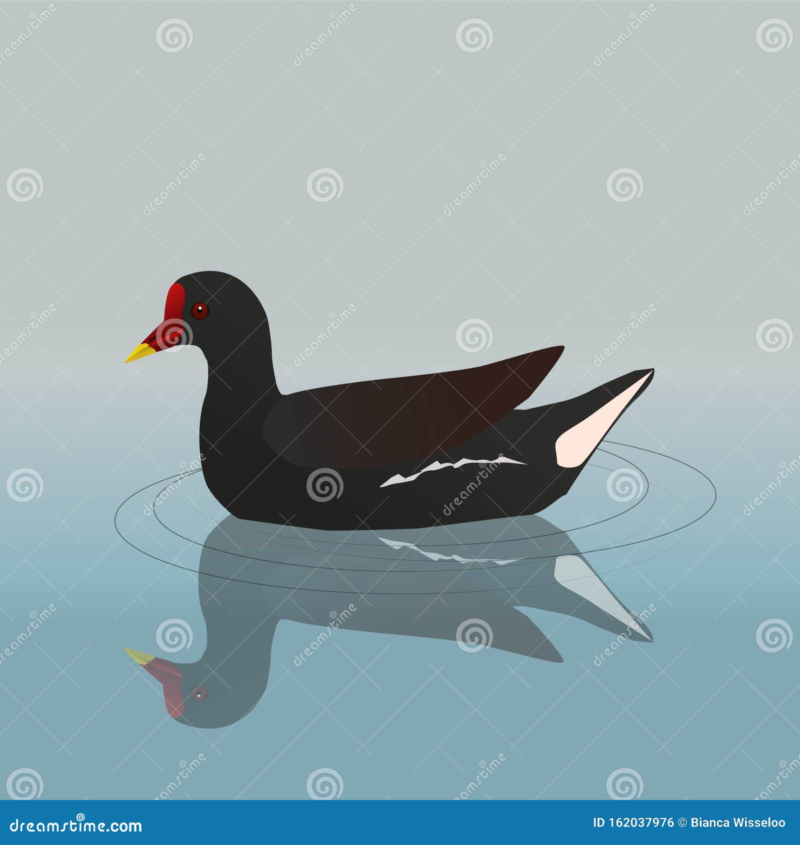 Common Moorhen Swimming with Reflection Stock Vector - Illustration of ...