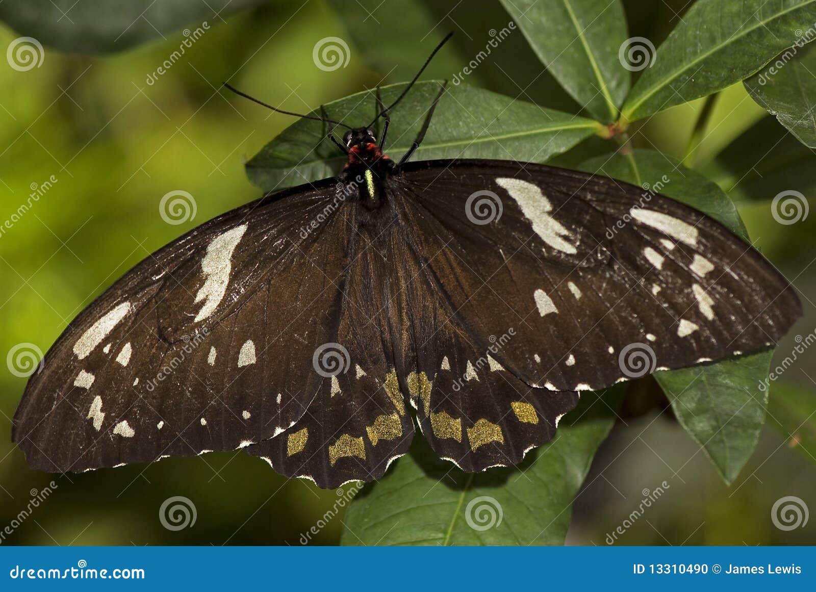 Common Mormon stock photo. Image of insect, nature, wildlife - 13310490