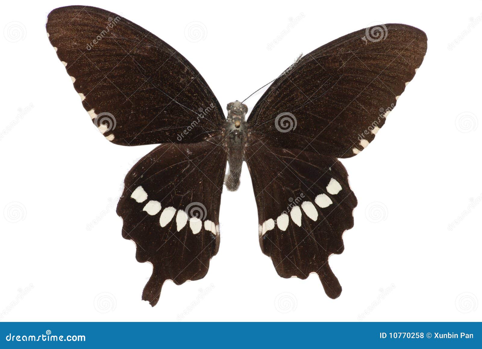 Common Mormon (Papilio Polytes) On A Bamboo Plant Stock Photography ...