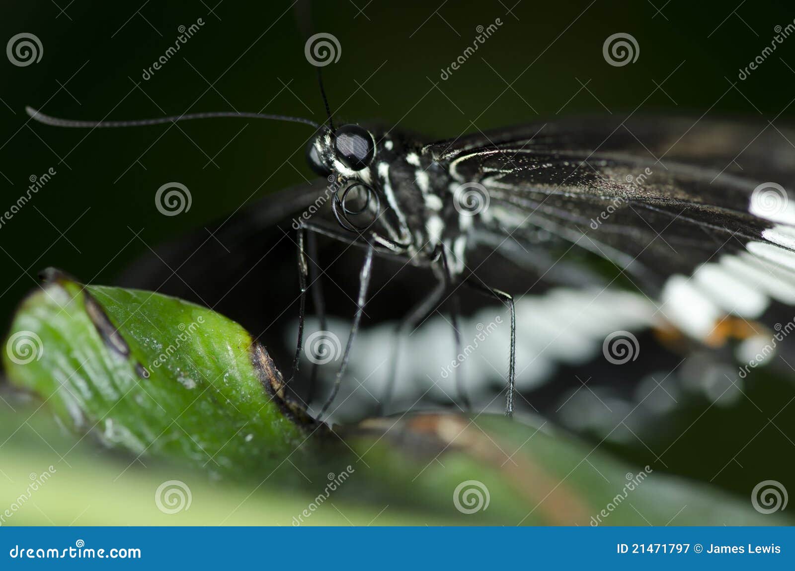 Common Mormon Butterfly stock image. Image of creature - 21471797