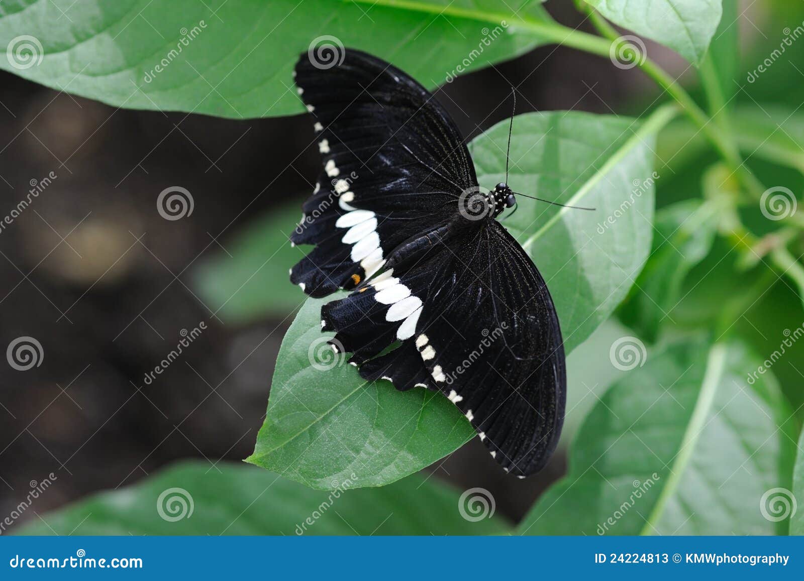 Common Mormon Butterfly stock image. Image of flutter - 24224813
