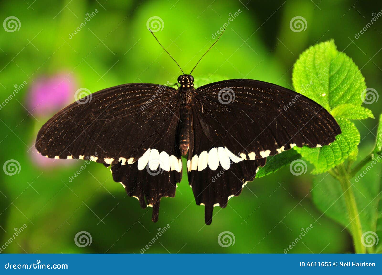 Common Mormon butterfly stock image. Image of lepidoptera - 6611655