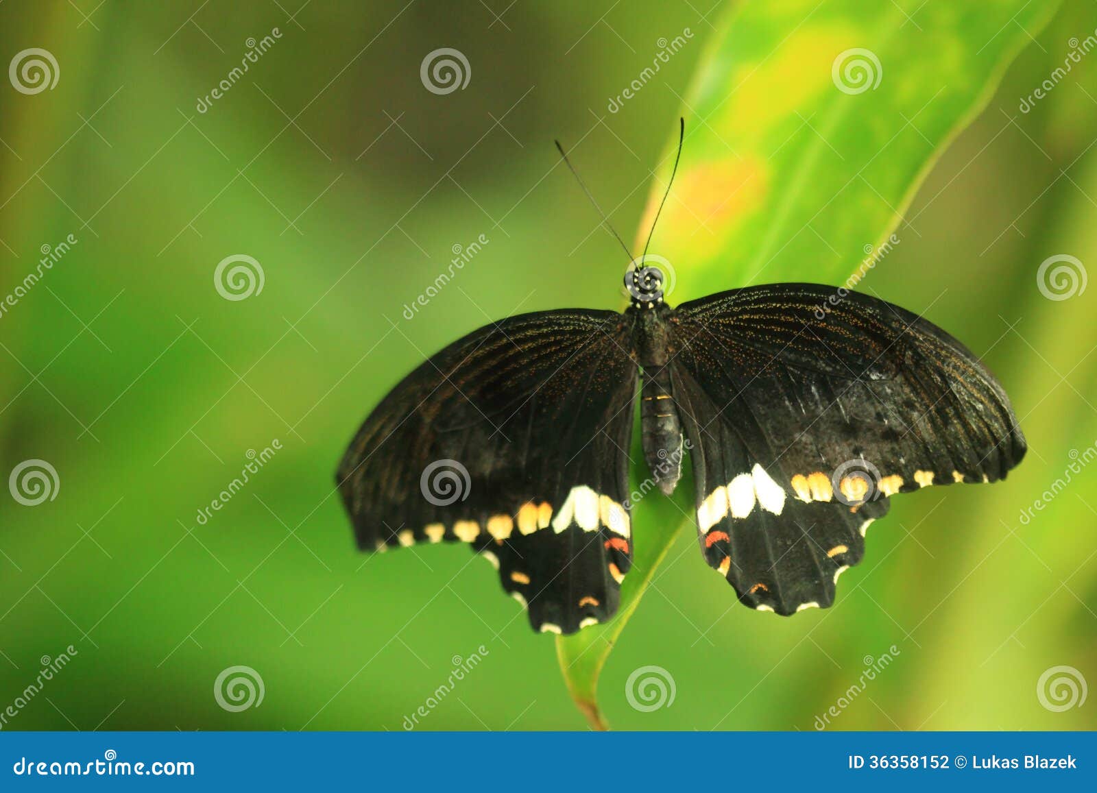 Common mormon butterfly stock photo. Image of nature - 36358152