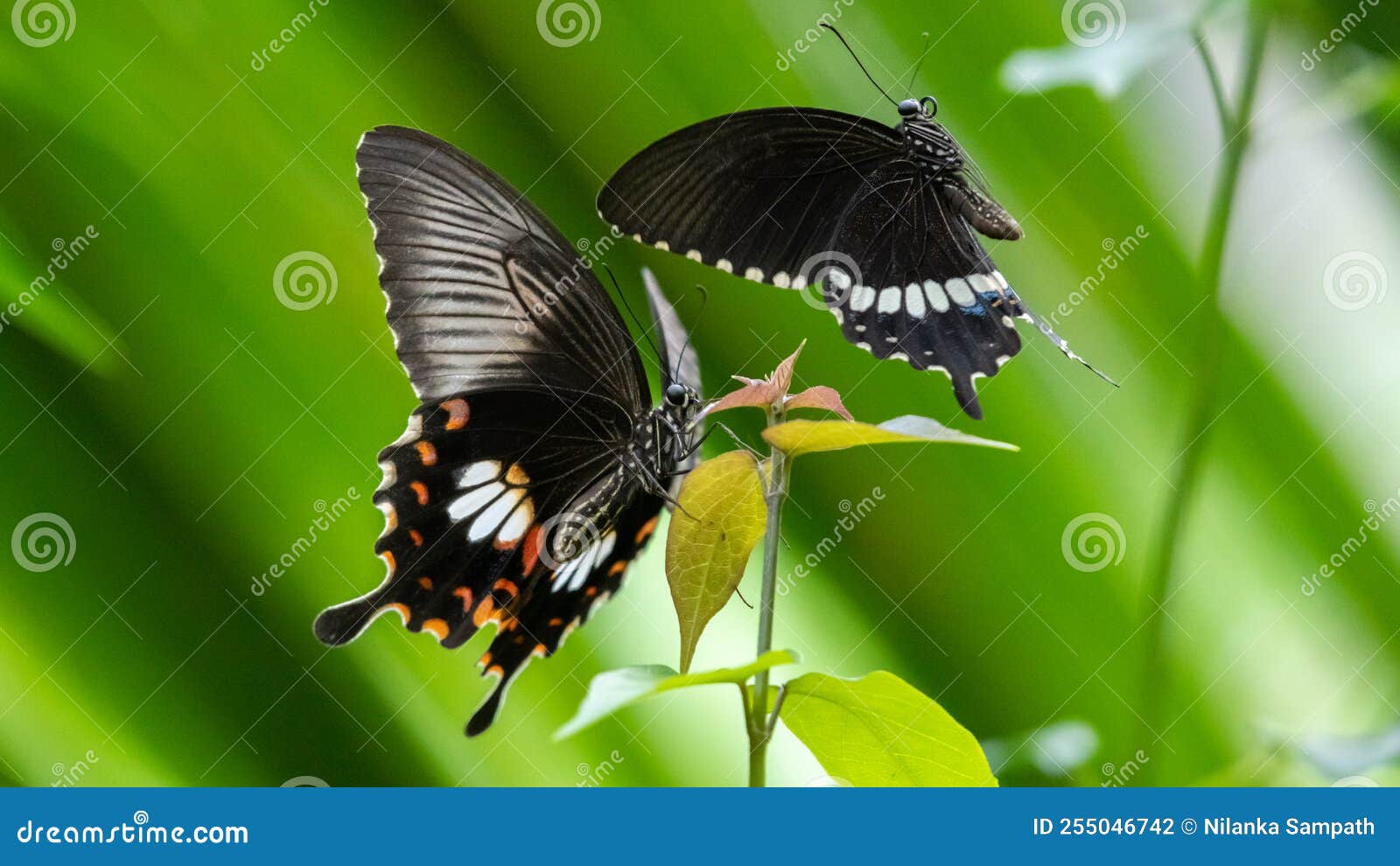 Common Mormon Butterfly Pair Mating Dance Around the Leaves Stock Photo ...