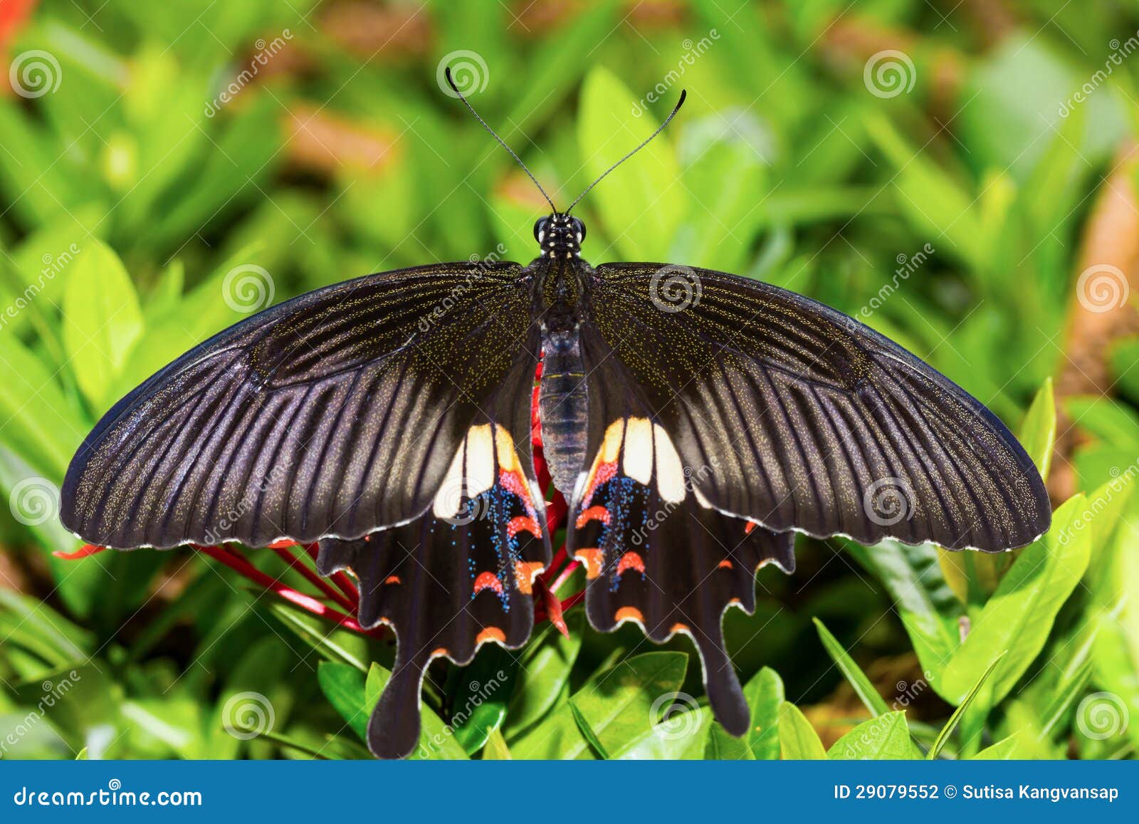 Common mormon chrysalis stock photo. Image of linnaeus - 29079552
