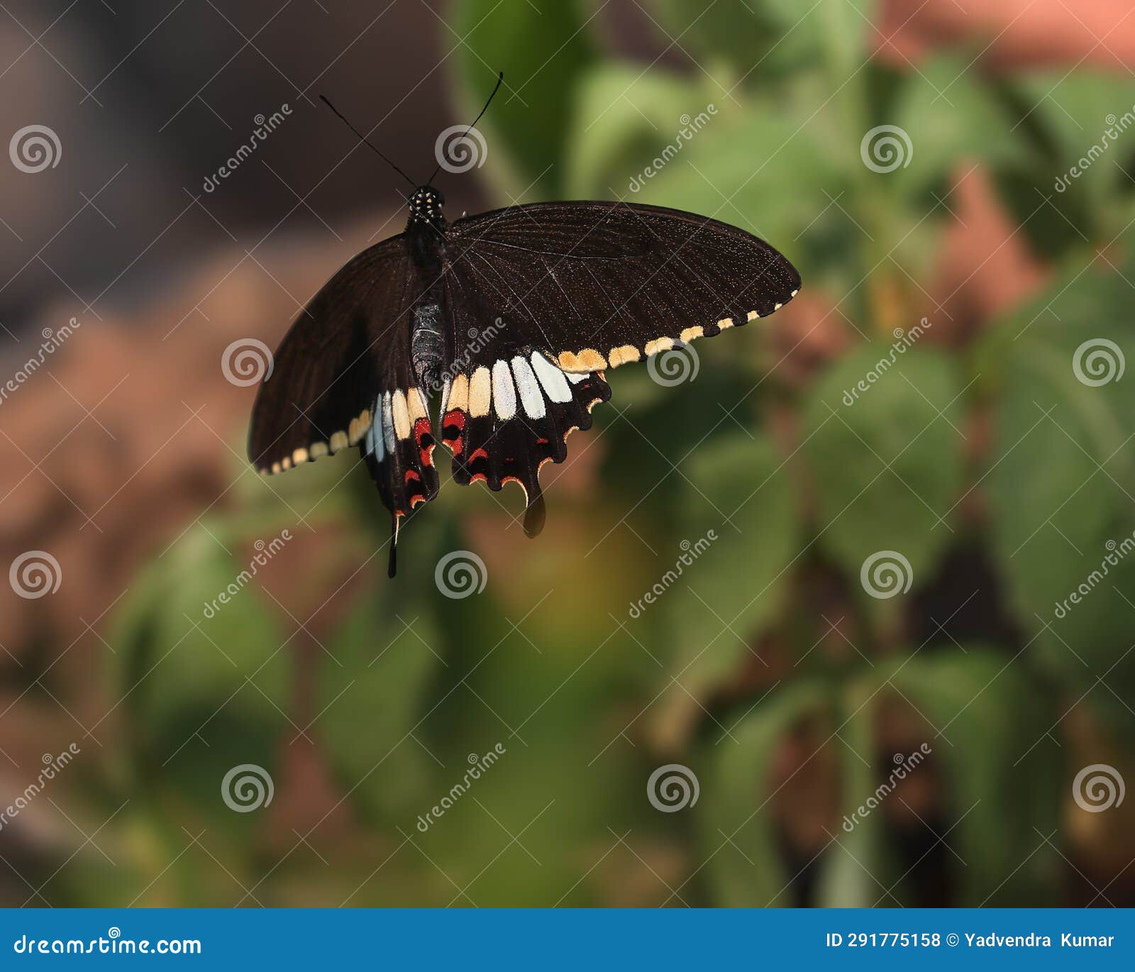 A Common Mormon stock photo. Image of mormon, black - 291775158