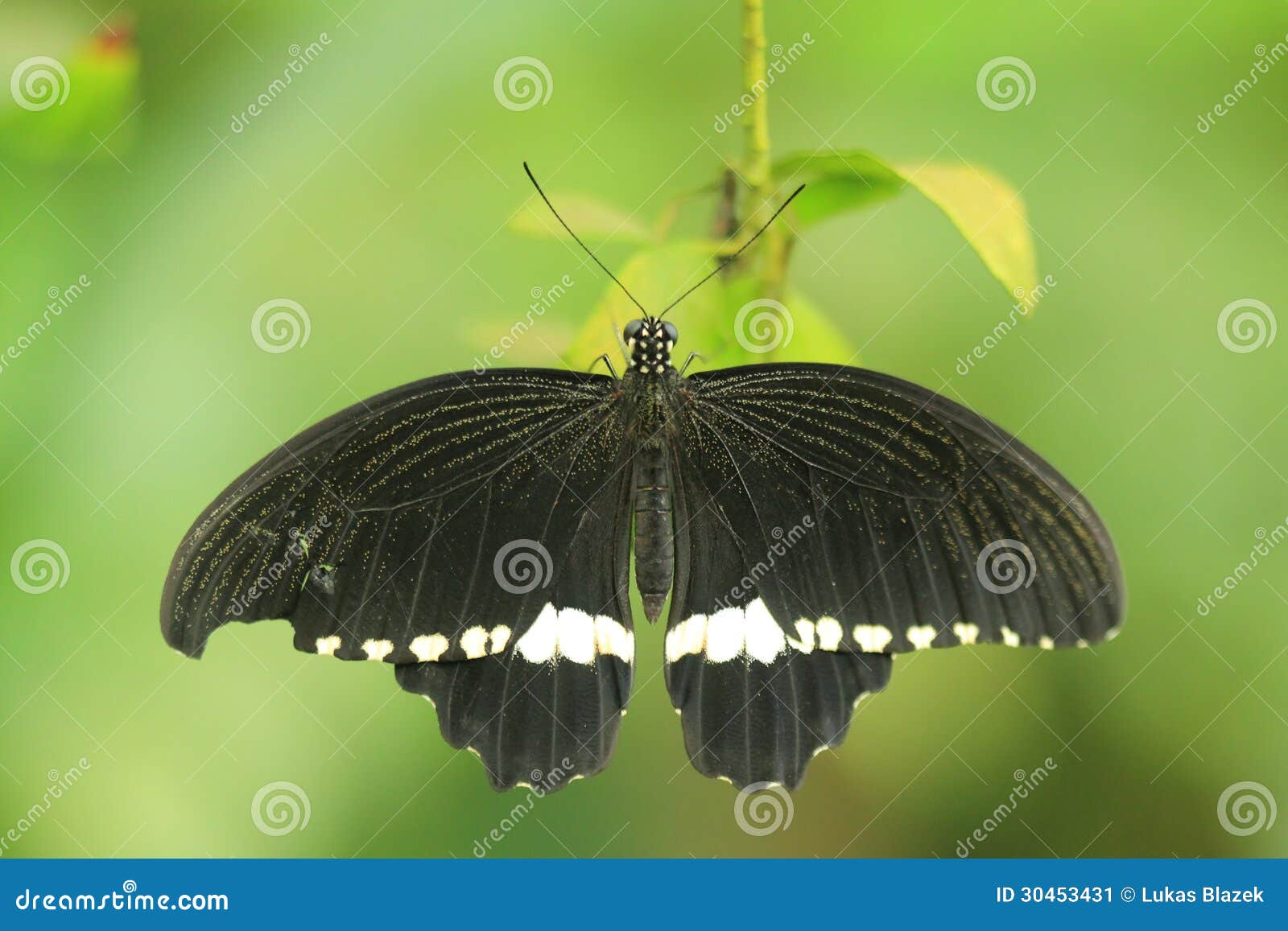 Common mormon stock image. Image of flower, black, leaf - 30453431