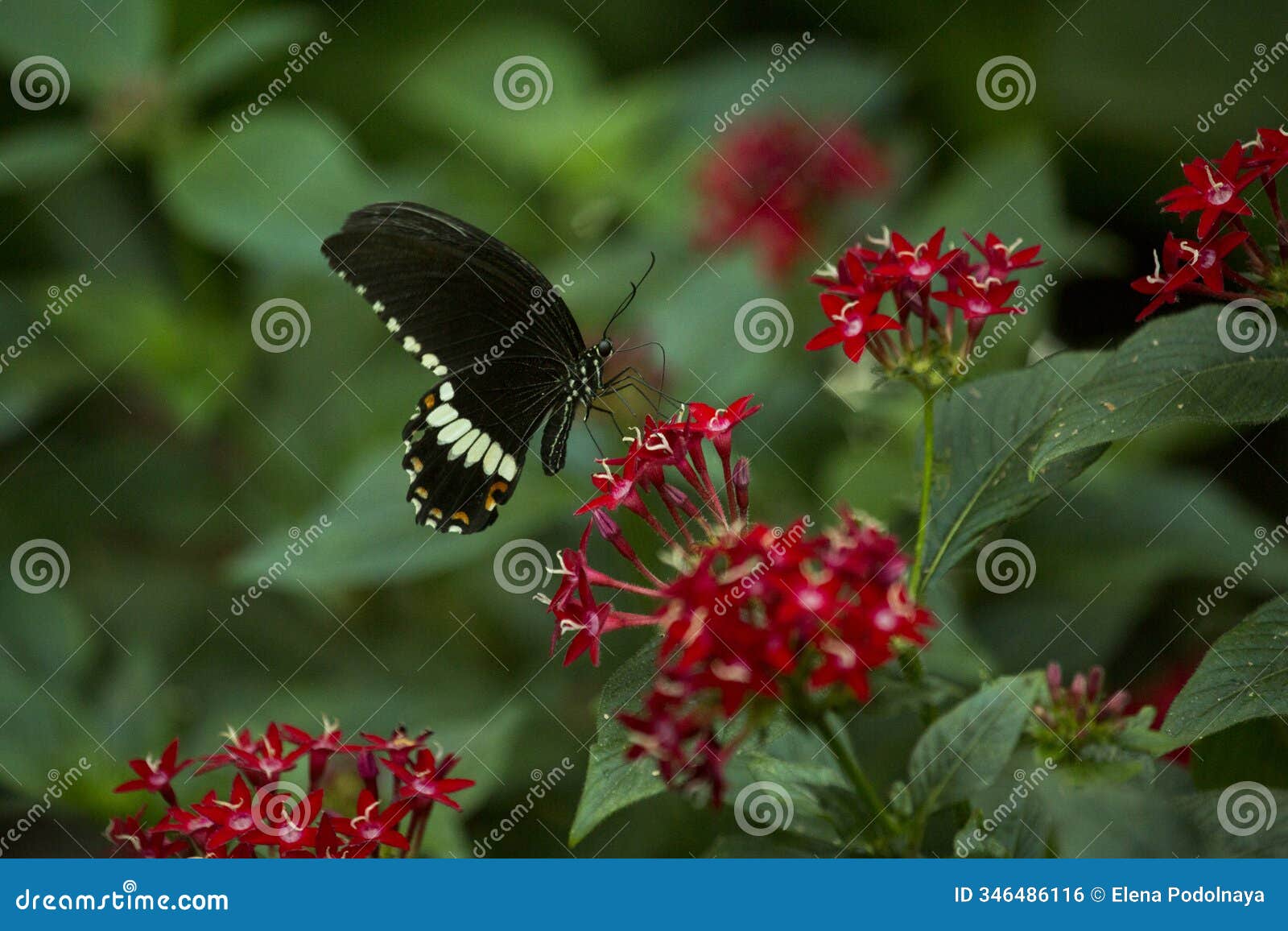 The Common Mormon (Papilio Polytes). Stock Photo - Image of fauna ...