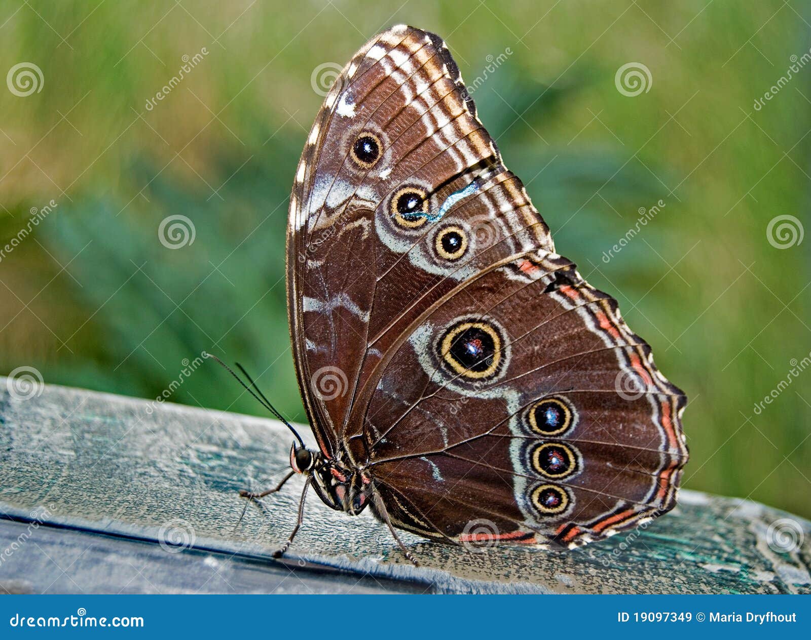 Common Morpho stock image. Image of pattern, curious - 19097349