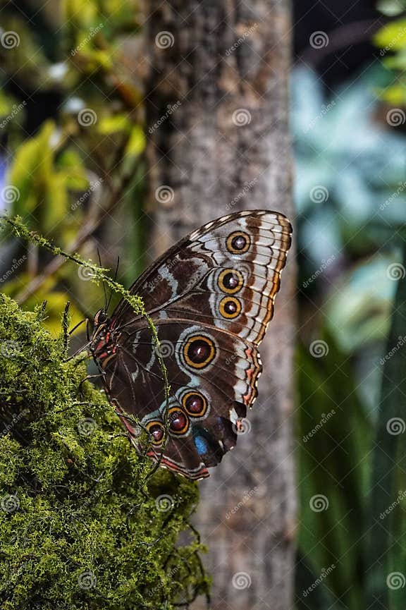 Common Morpho, Blue Morpho or the Emperor Stock Image - Image of tree ...