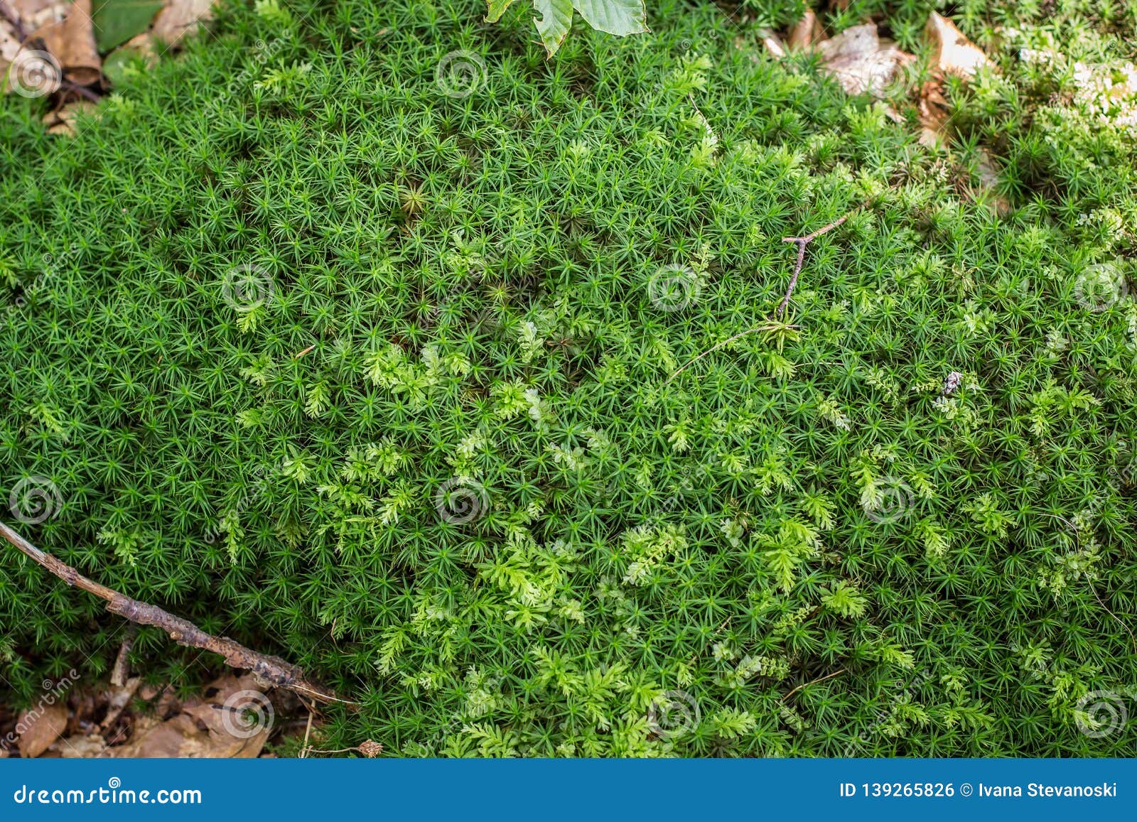 Common Moss Polytrichum Commune on the Ground in the Forest Stock Photo ...