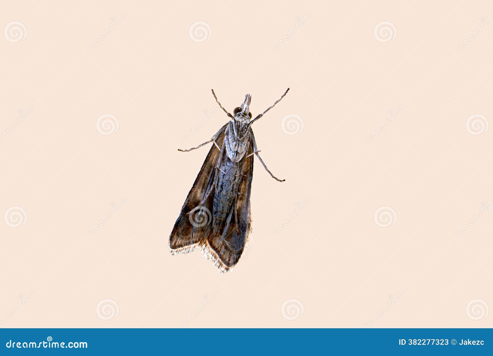 A Common Moth Stock Photography | CartoonDealer.com #15387062