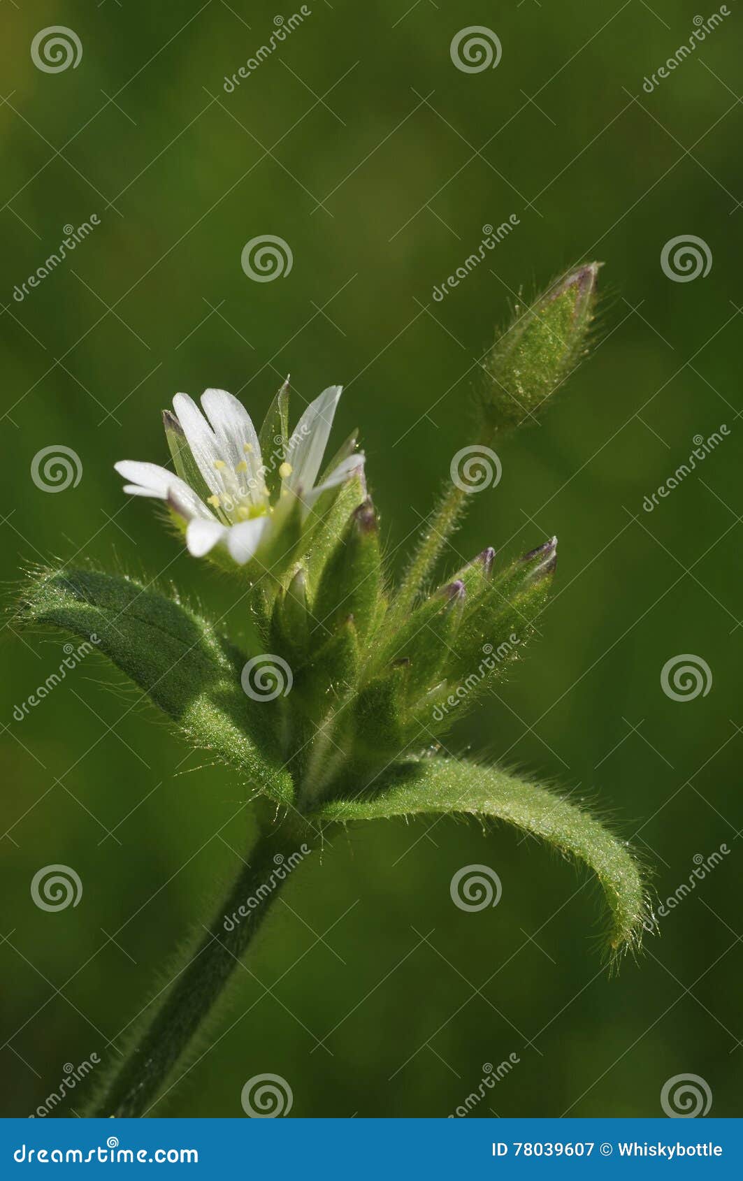 Cerastium Fontanum, Also Called Mouse-ear Chickweed, Common Mouse-ear ...