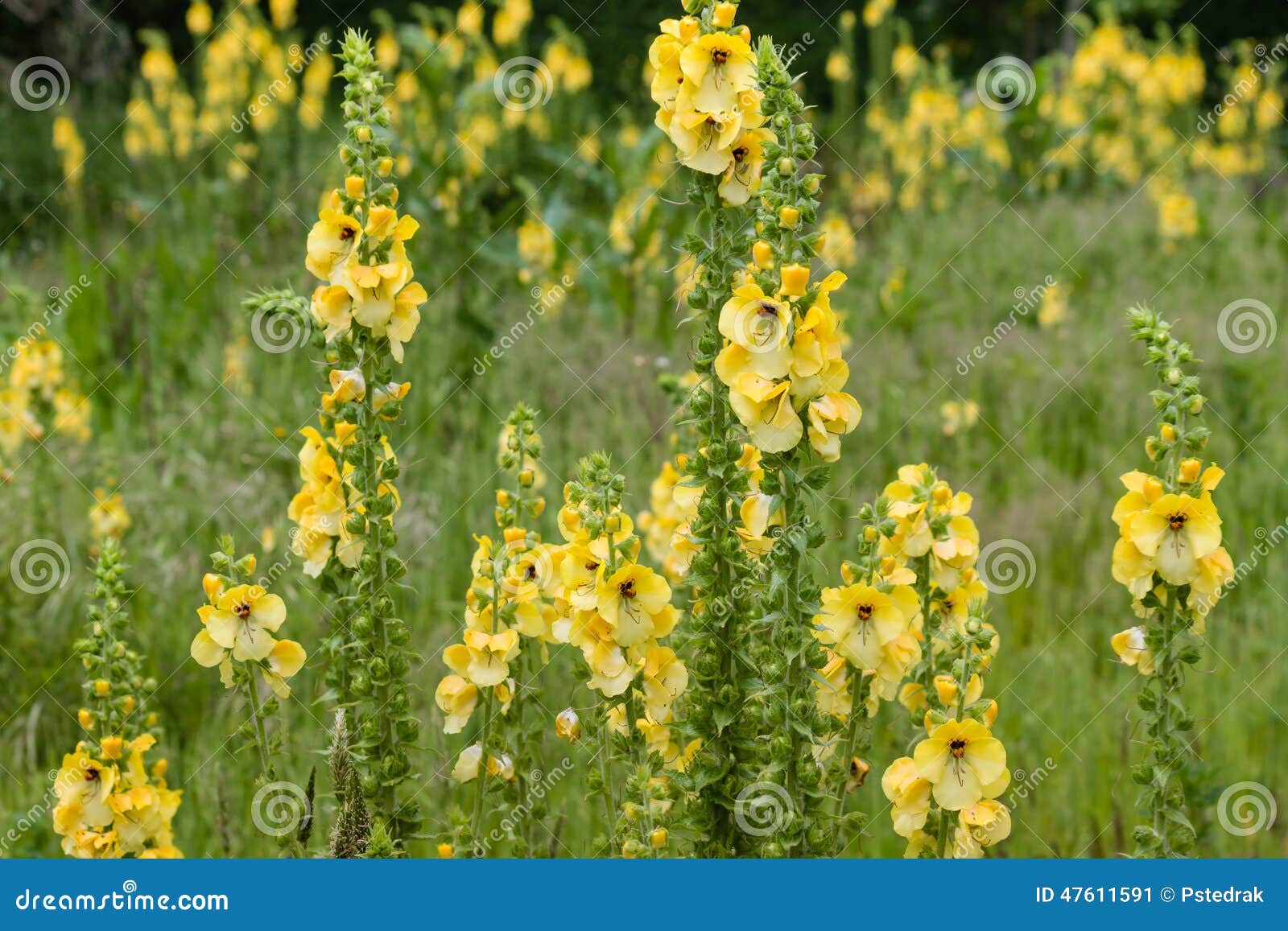 Common mullein flowers stock image. Image of common, blossom - 47611591